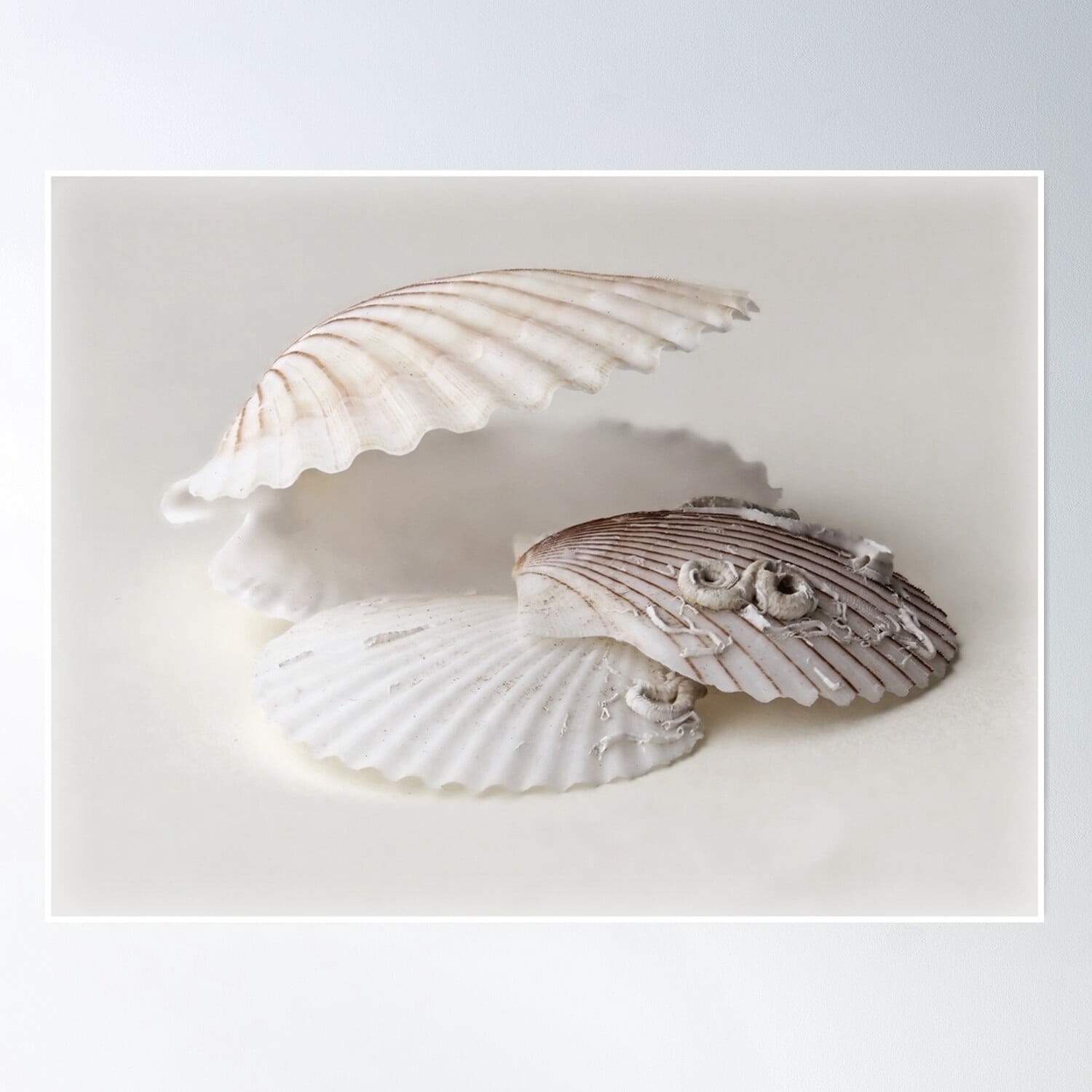 Modroom Scallop Shells Poster Wall Art, Modern Wall Decor, 12x18 ...