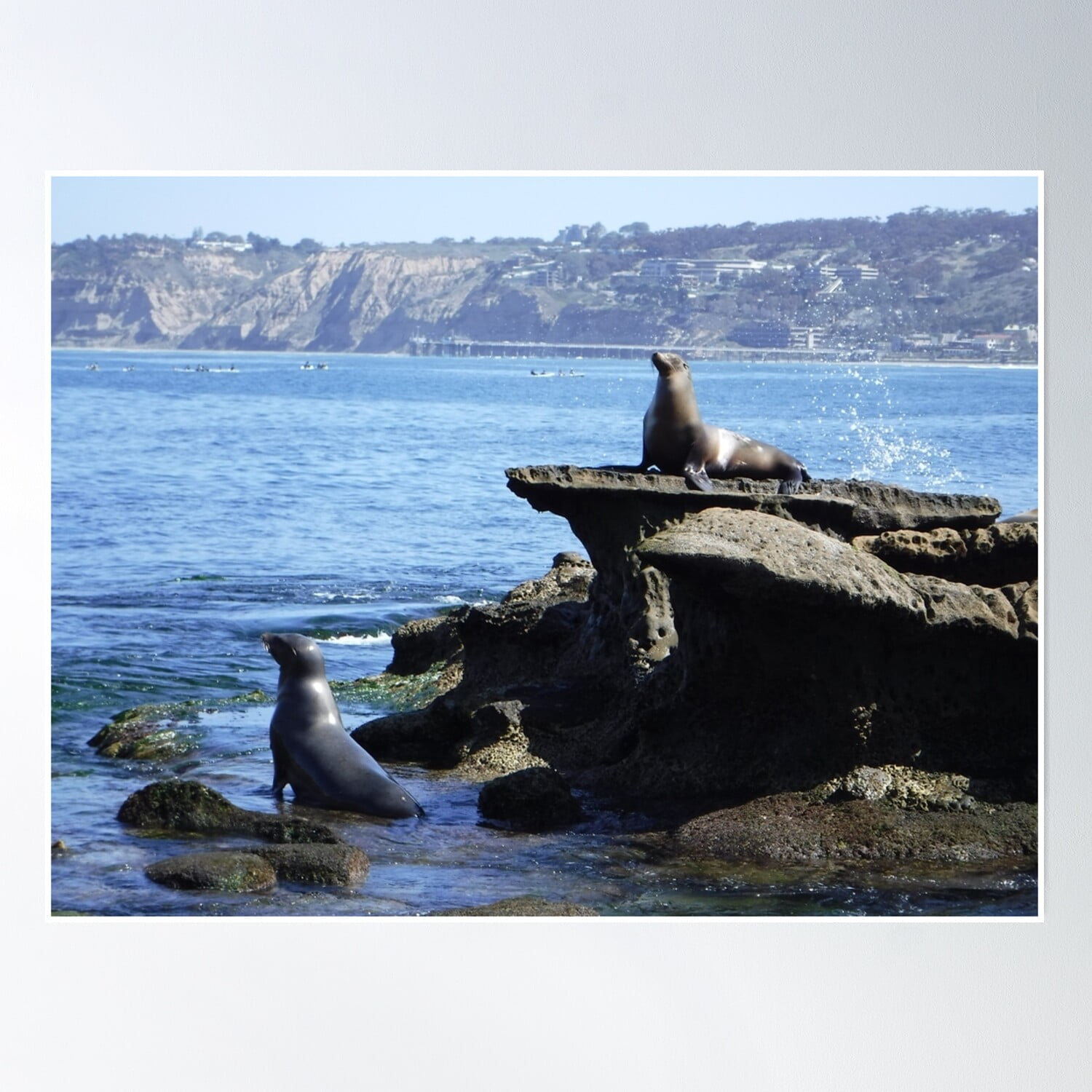 Modroom Sea Lions Sunning On The Rocks Poster Wall Art, Modern Wall ...