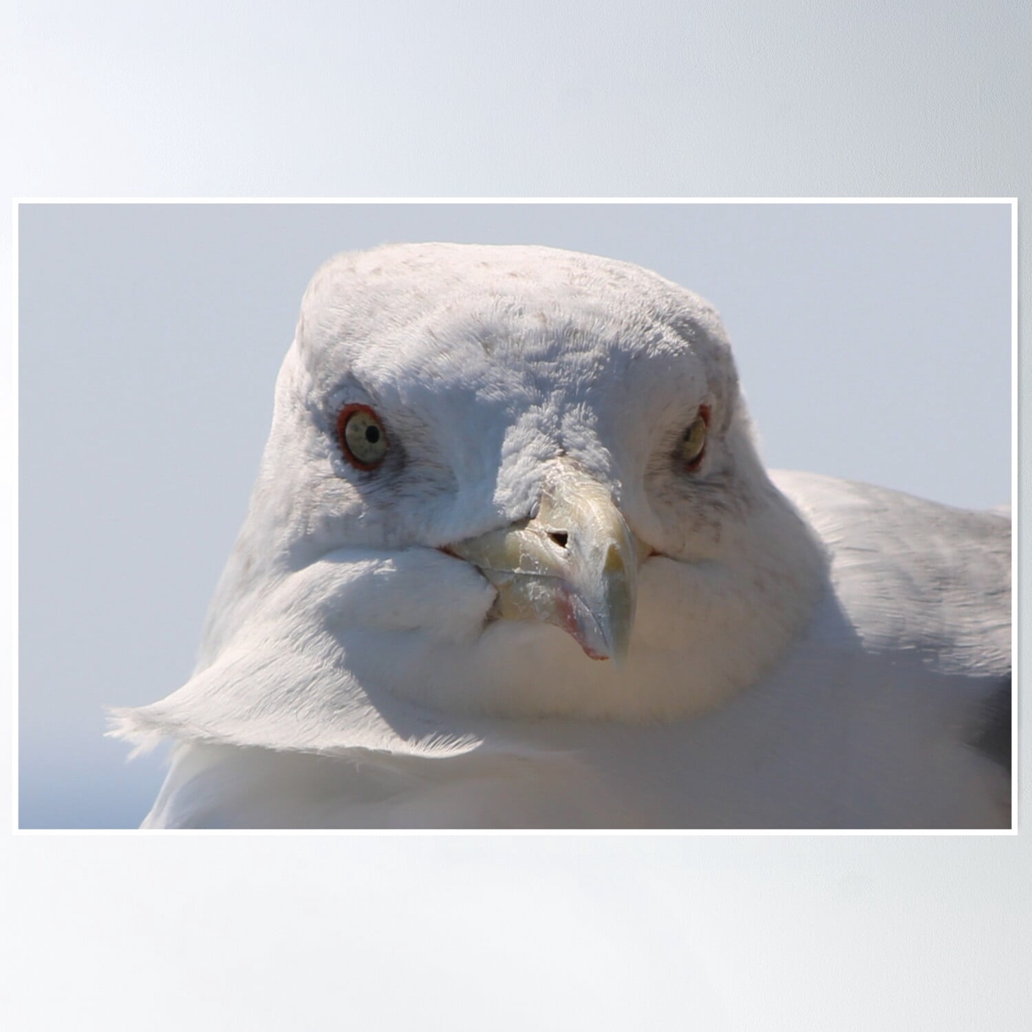 Modroom Seagull, Gull, Coastal Elegance, Sea Lookout, Poster Wall Art ...