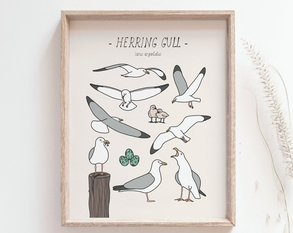 Modroom Seagull Print - Herring Gull Poster, Seabird Chart, Beach House ...