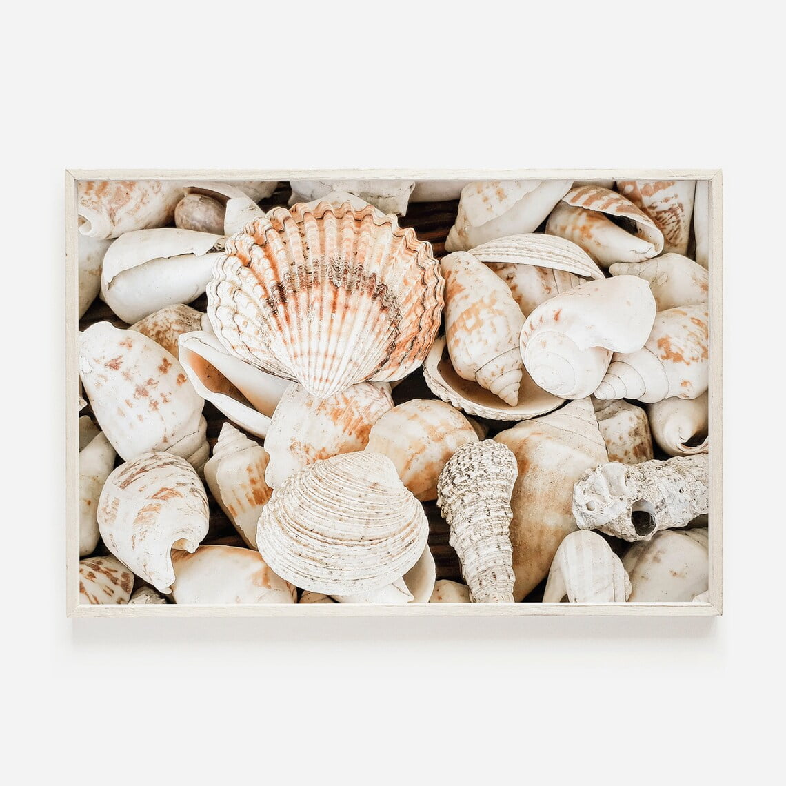 Modroom Seashell Wall Art, Sea Shell Print, Sea Shell Photography ...