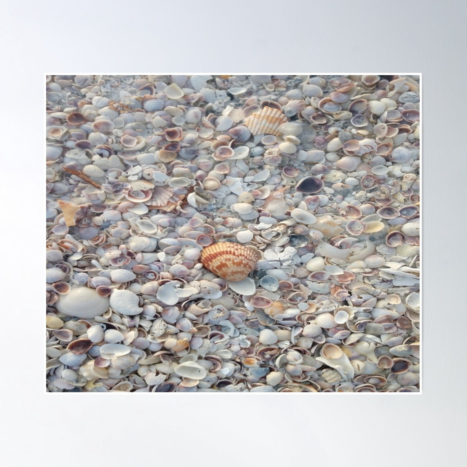 Modroom Seashells On The Shore | Coastal Beach Photography | Ocean ...