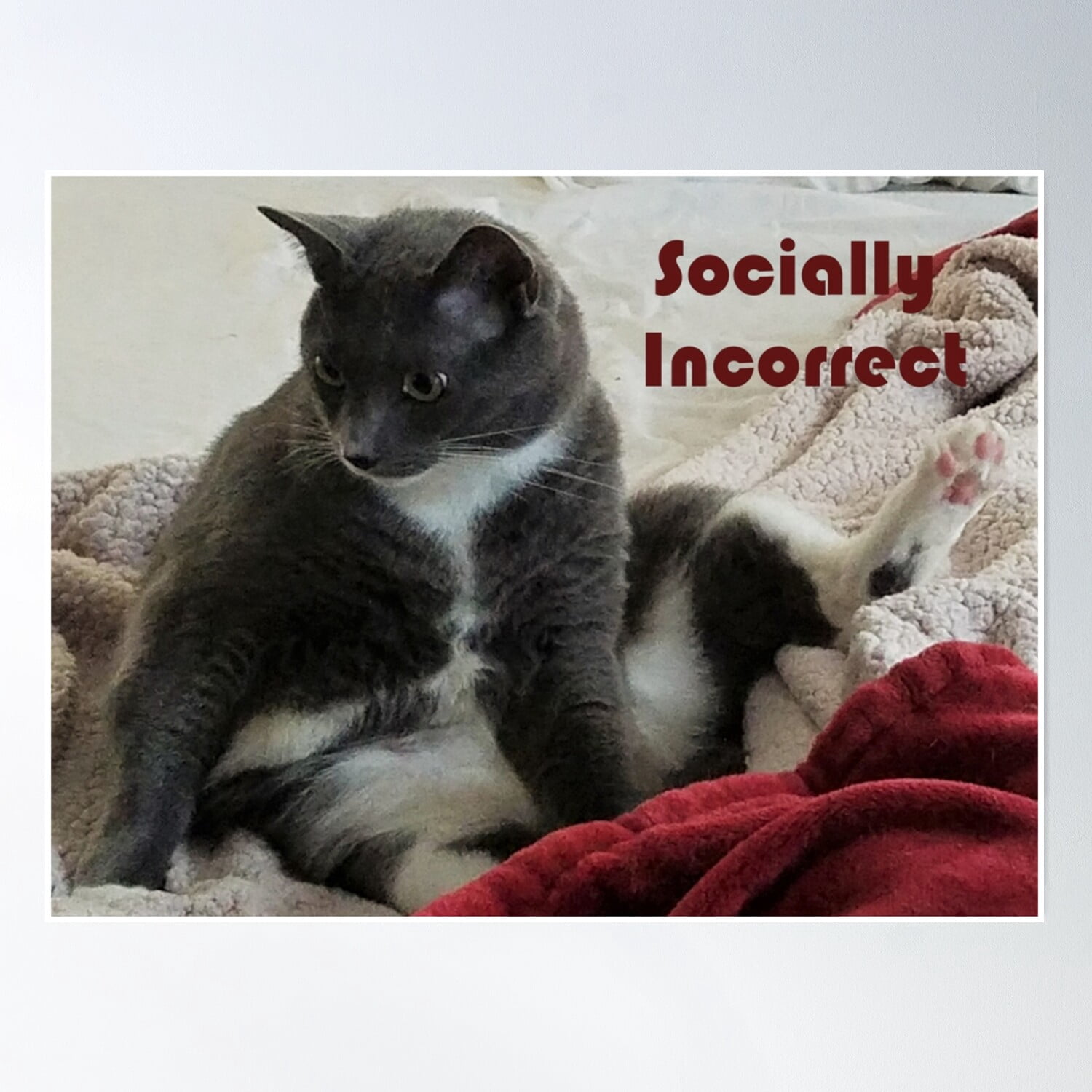 Modroom Socially Incorrect Cat Poster Wall Art, Modern Wall Decor ...