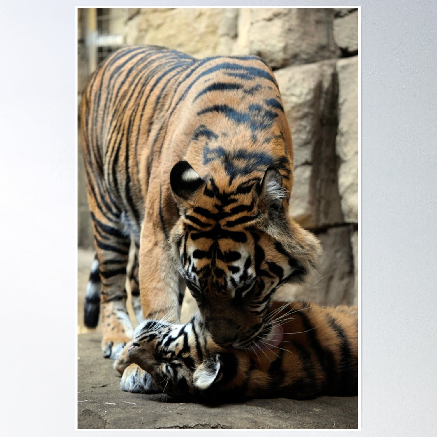 Modroom Tiger Bath Time Poster Wall Art, Modern Wall Decor, 12x18 UNFRAMED - Walmart.com