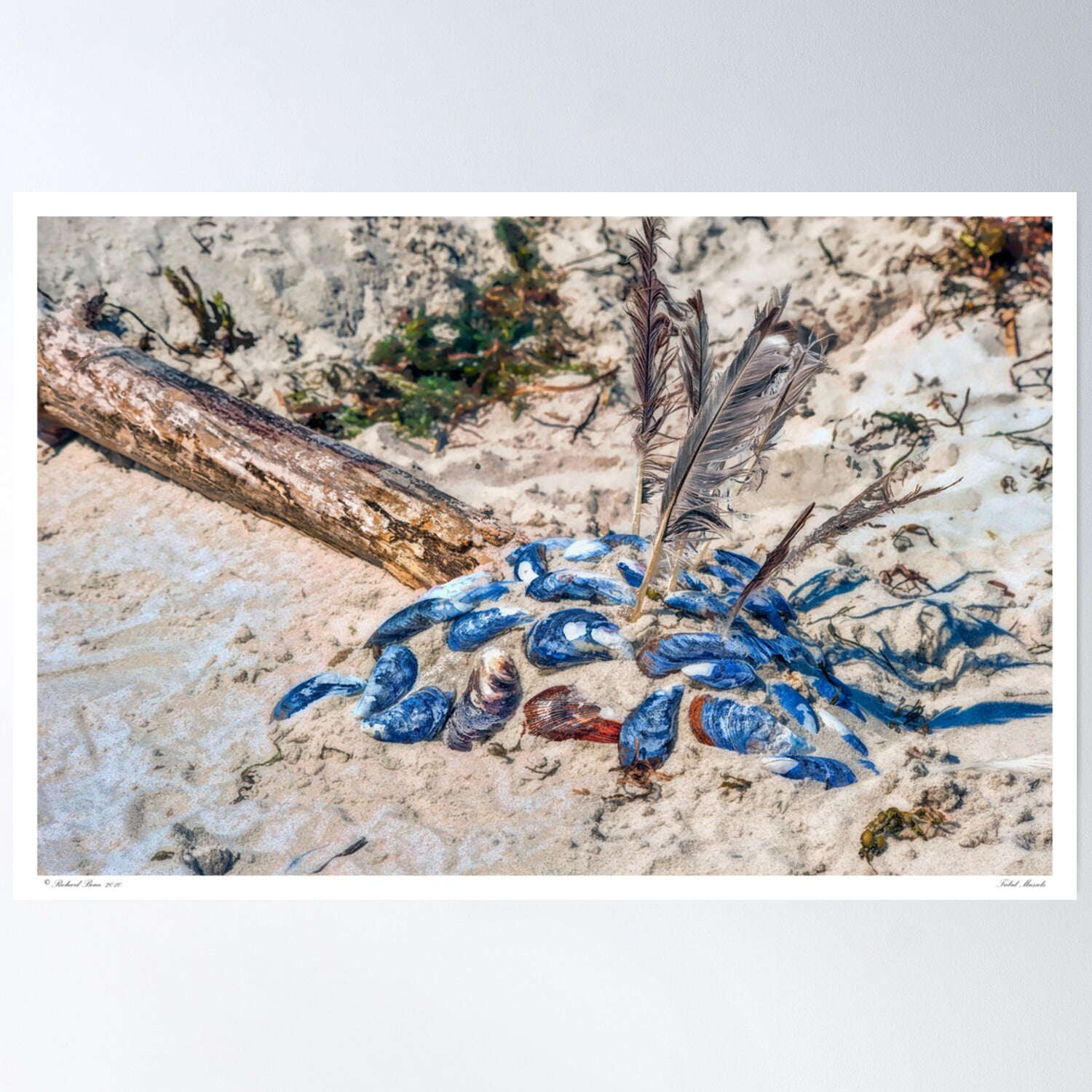 Modroom Tribal Mussels Poster Wall Art, Modern Wall Decor, 16x24 ...