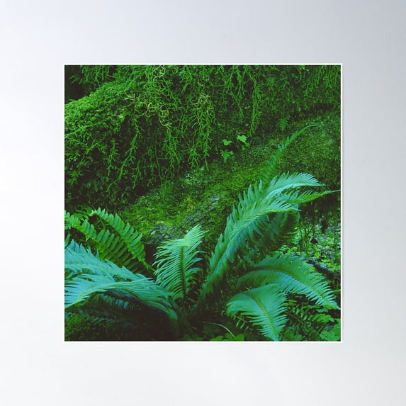 Modroom Tropical Island Lush Leaves In Rainforest Jungle Poster Wall ...