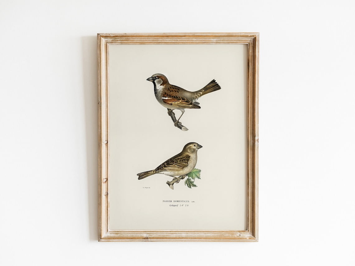 Modroom Vintage Birds Painting, Chiffchaff & Sparrow Watercolour Study ...