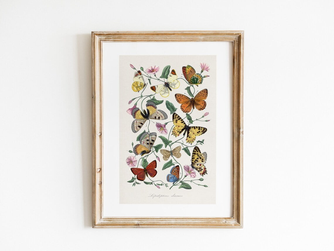Modroom Vintage Butterfly And Moth Illustration Print, Instant, Insect ...