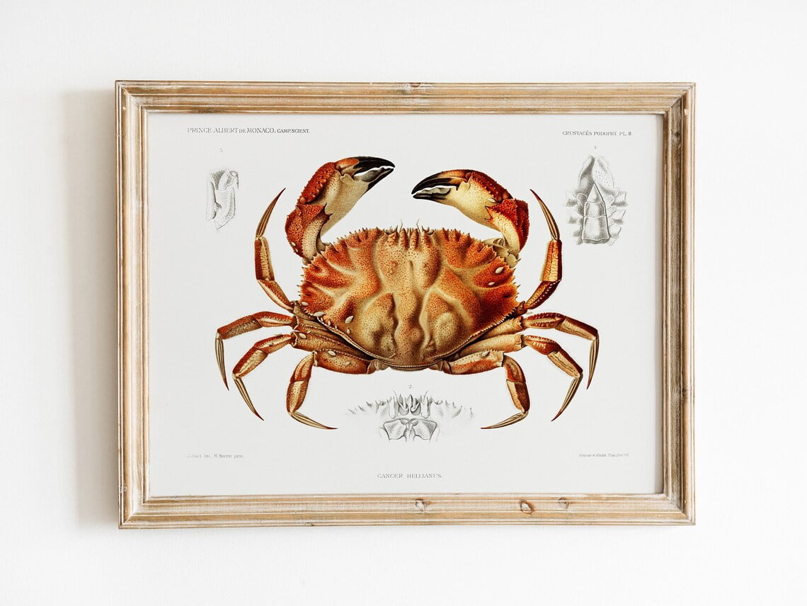 Modroom Vintage Crab Illustration Print, Kitchen Wall Art, Chef Gift ...