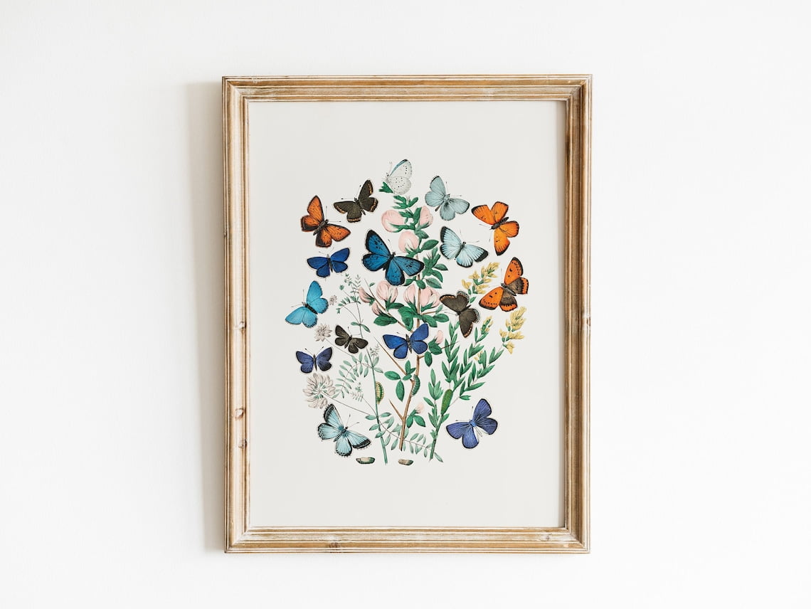 Modroom Vintage European Butterflies And Moths Illustration Print ...