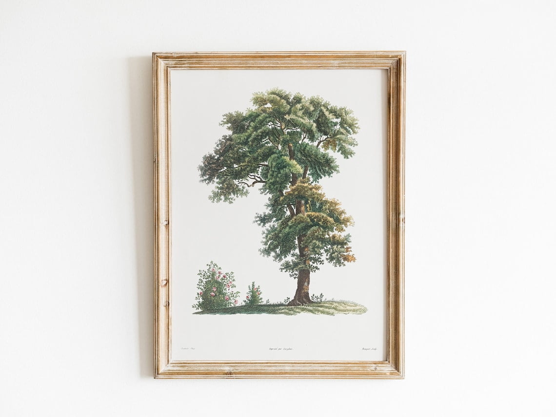 Modroom Vintage Oak Tree Illustration, French Watercolour Painting ...