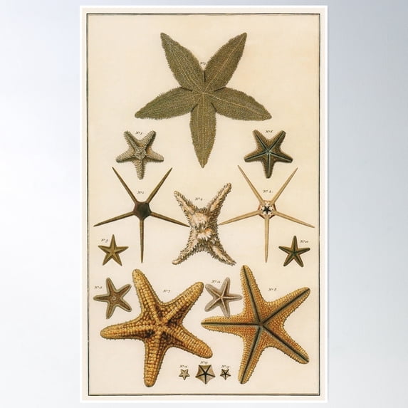 Modroom Vintage Starfish Sea Stars Illustration Poster Wall Art, Modern ...