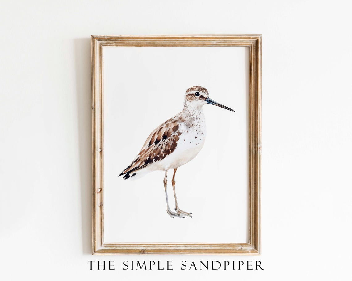 Modroom Watercolor Sandpiper Print, Realistic Shorebird Art, Full Body ...