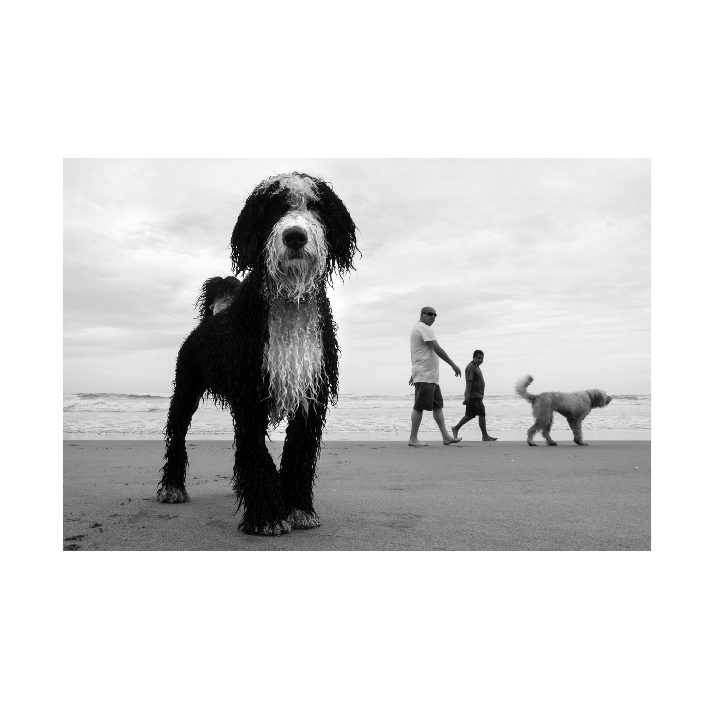Moises Levy 'Dog 1' Canvas Art - Walmart.com