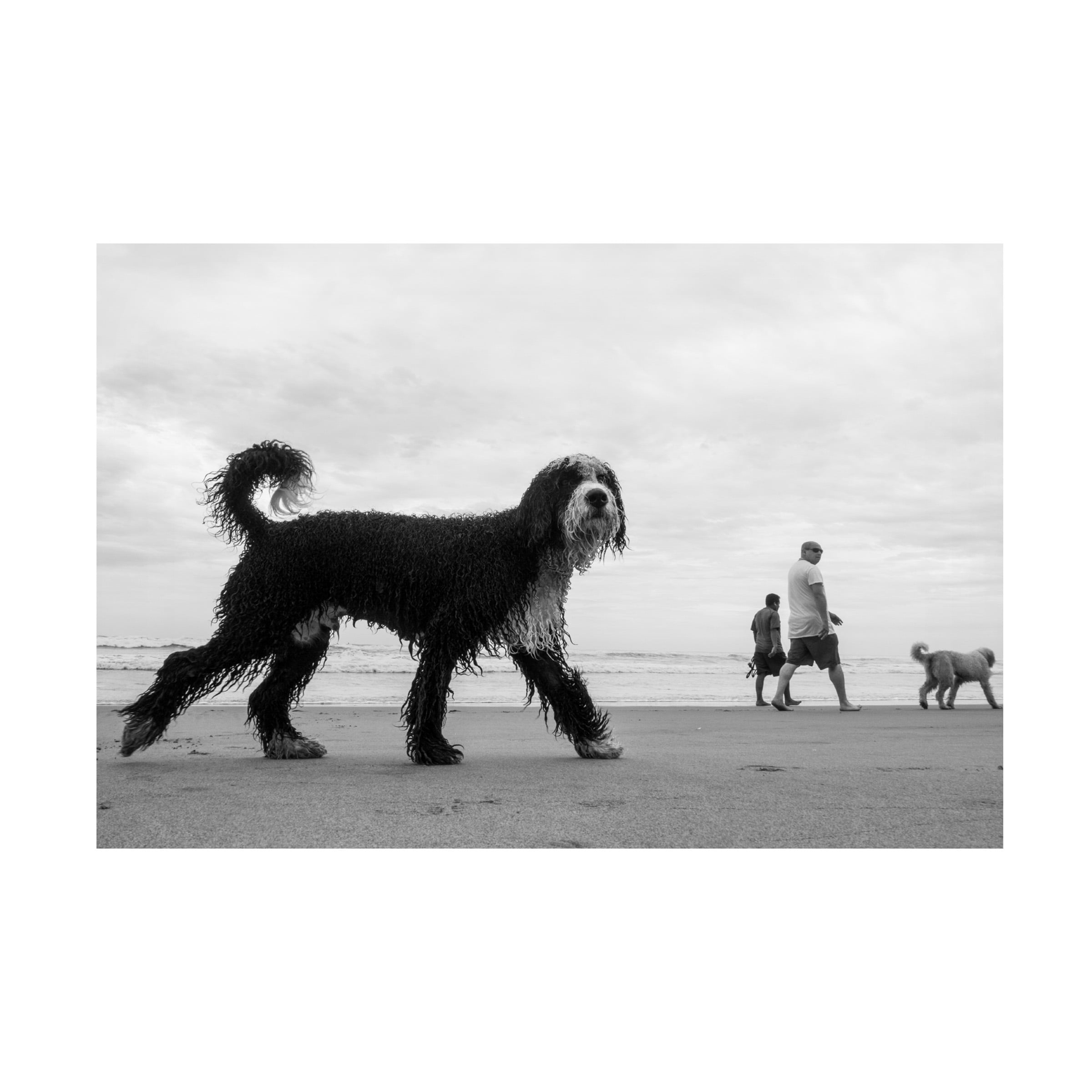Moises Levy 'Dog 2' Canvas Art - Walmart.com