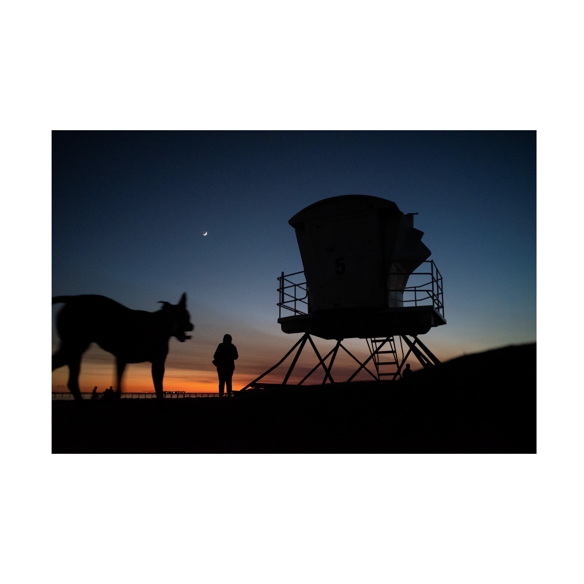 Moises Levy 'Dog City 12' Canvas Art - Walmart.com