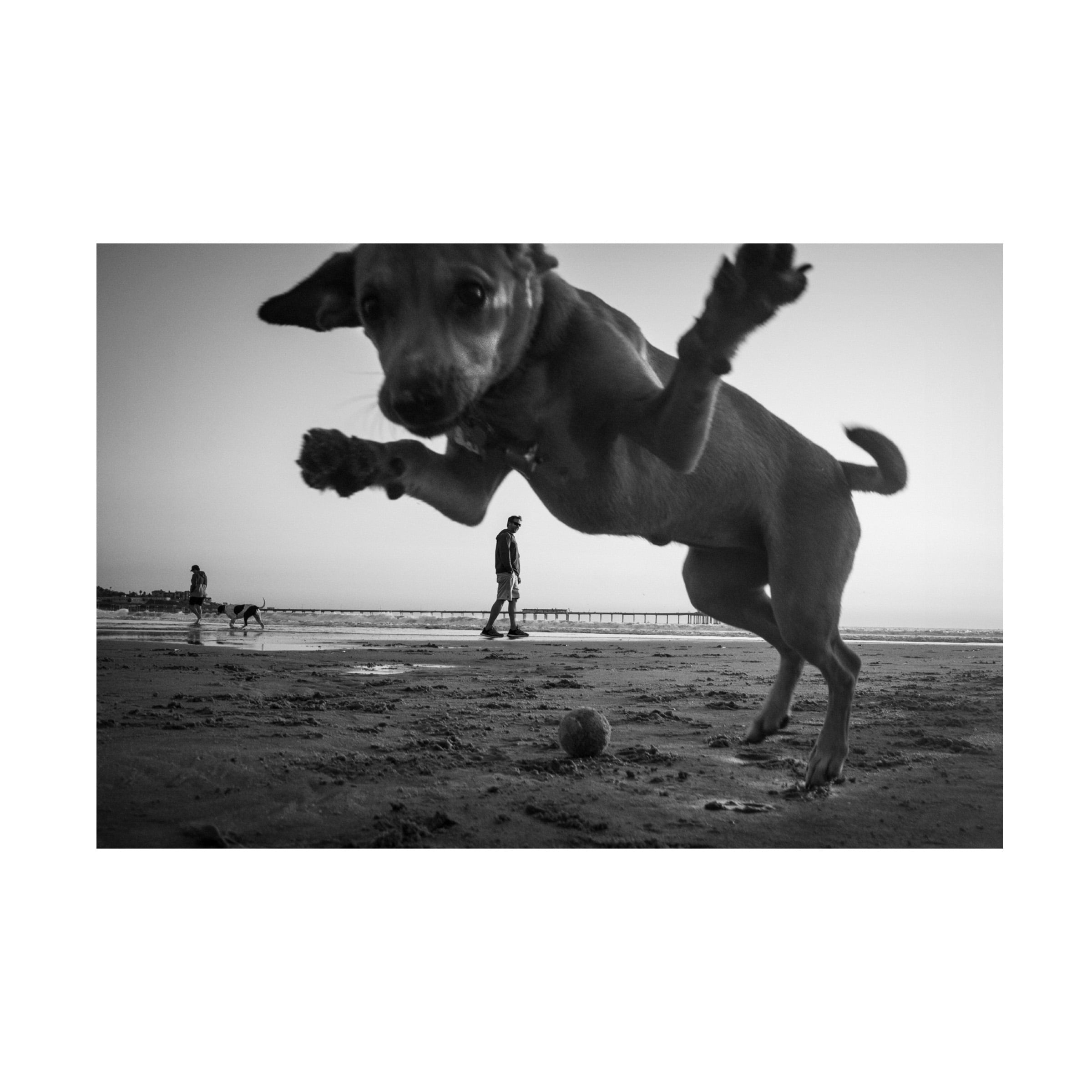 Moises Levy 'Dog City 13' Canvas Art - Walmart.com