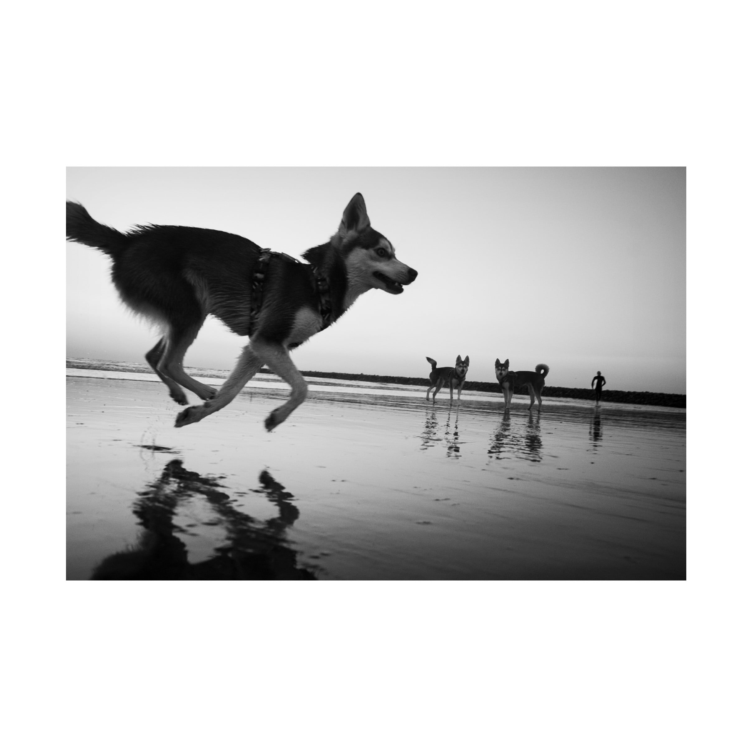 Moises Levy 'Dog City 15' Canvas Art - Walmart.com