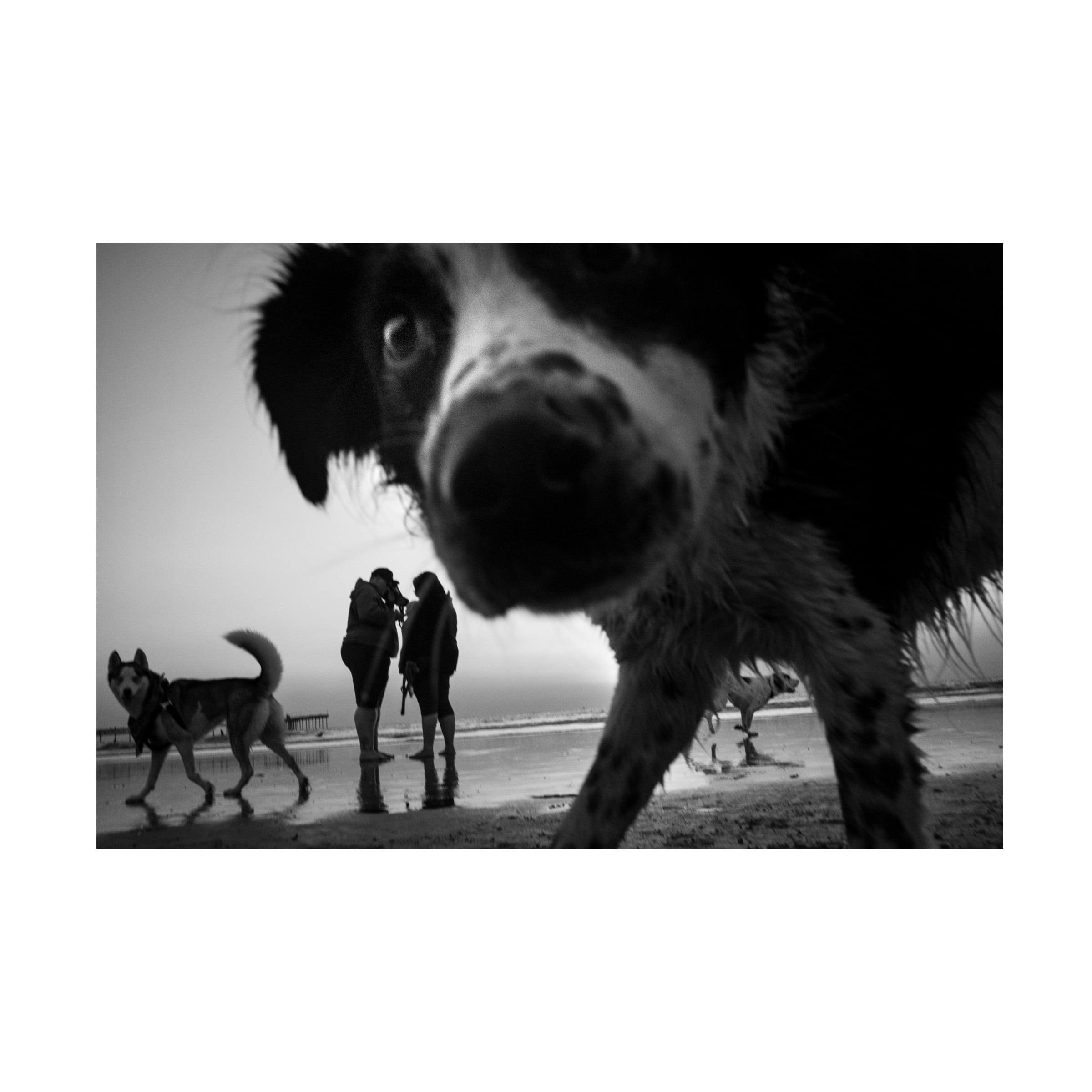 Moises Levy 'Dog City 16' Canvas Art - Walmart.com