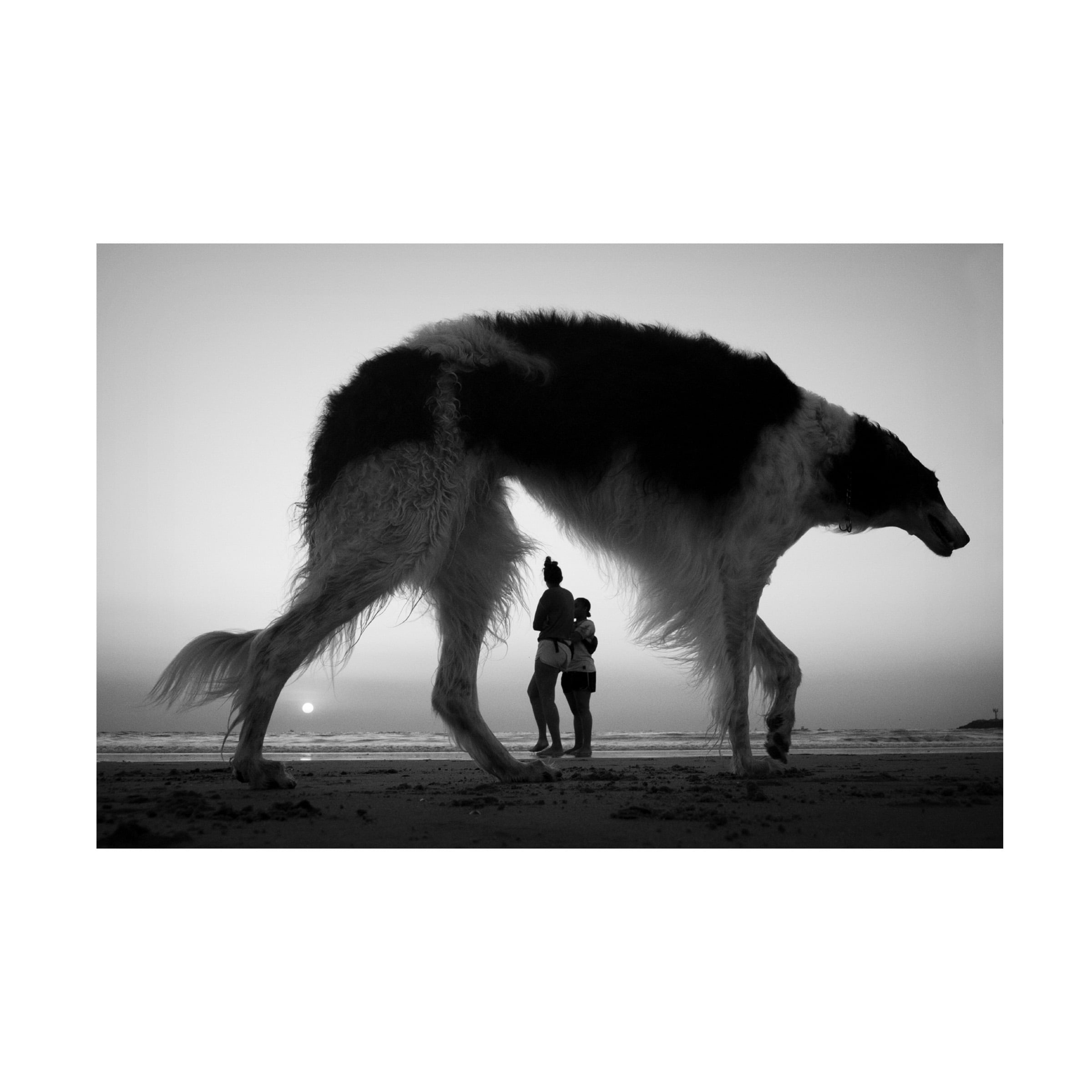 Moises Levy 'Dog City 18' Canvas Art - Walmart.com