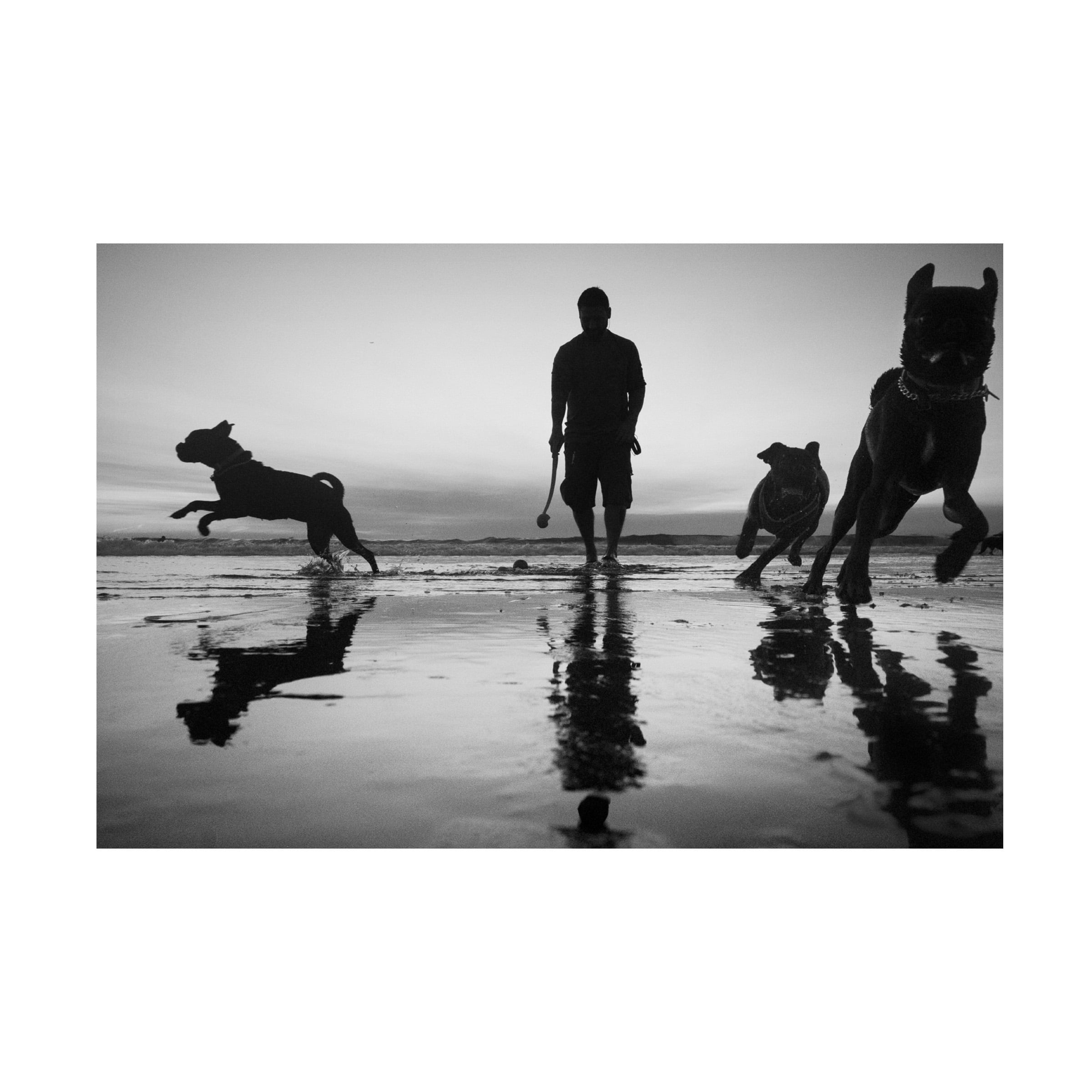 Moises Levy 'Dog City 6' Canvas Art - Walmart.com