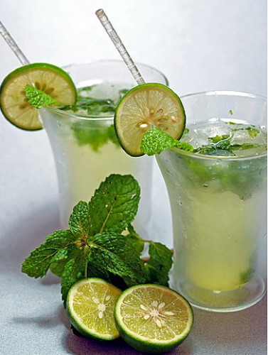 Mojito Mint Plant - Mentha villosa - Grow Indoors or Out - Live Plant ...