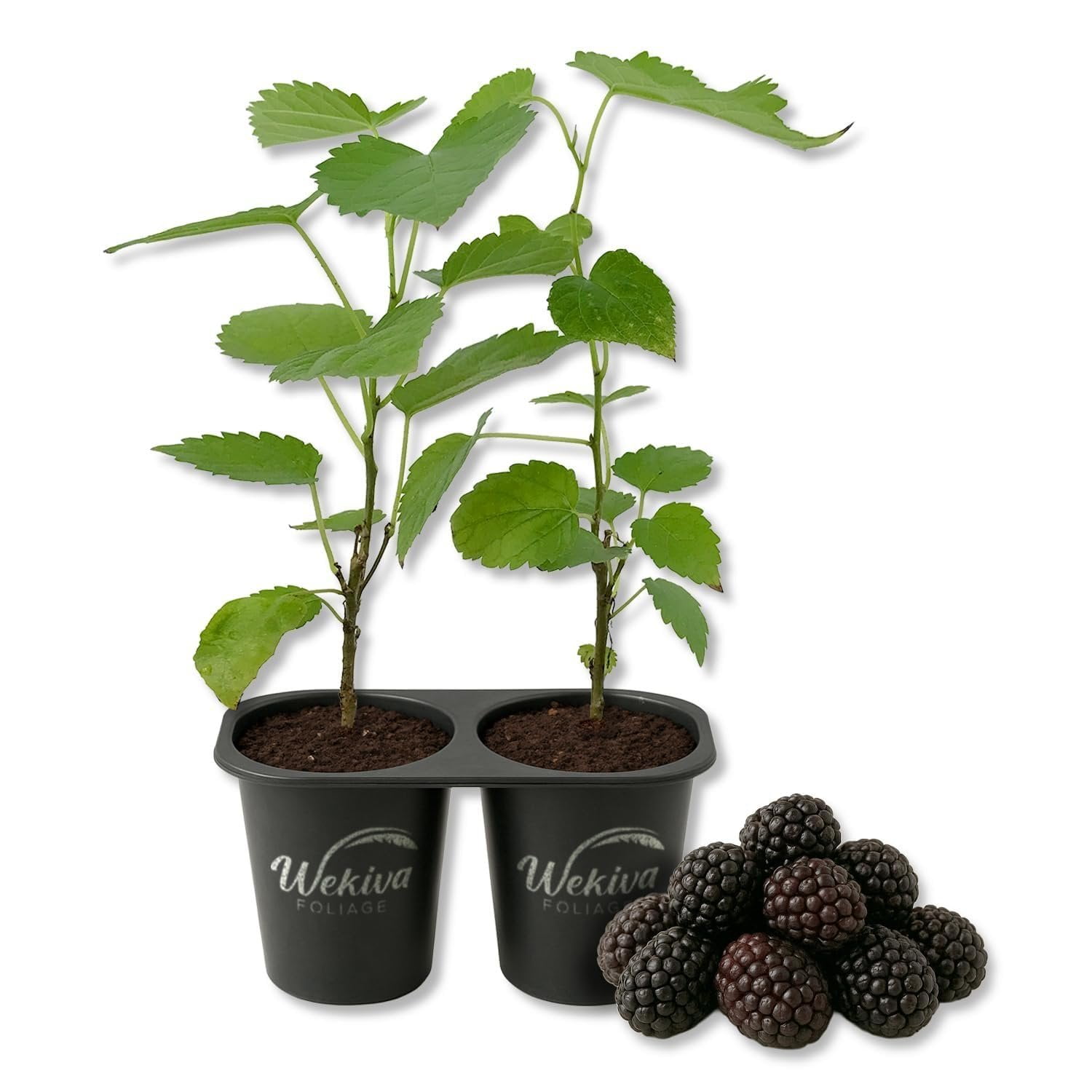Mojo Berry Mulberry Tree - 2 Live Starter Plants - Morus Rotundiloba ...