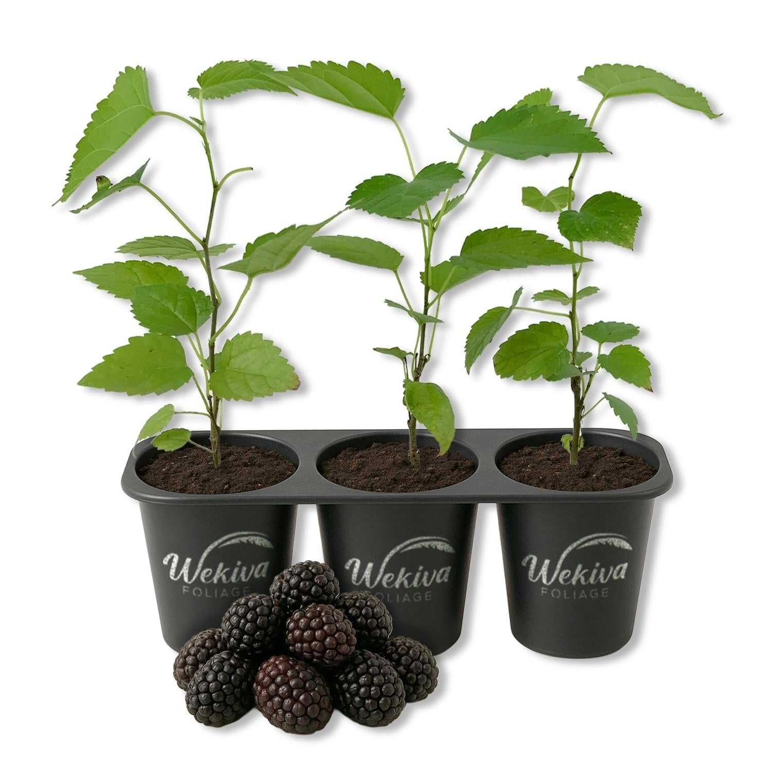 Mojo Berry Mulberry Tree - 3 Live Starter Plants - Morus Rotundiloba ...