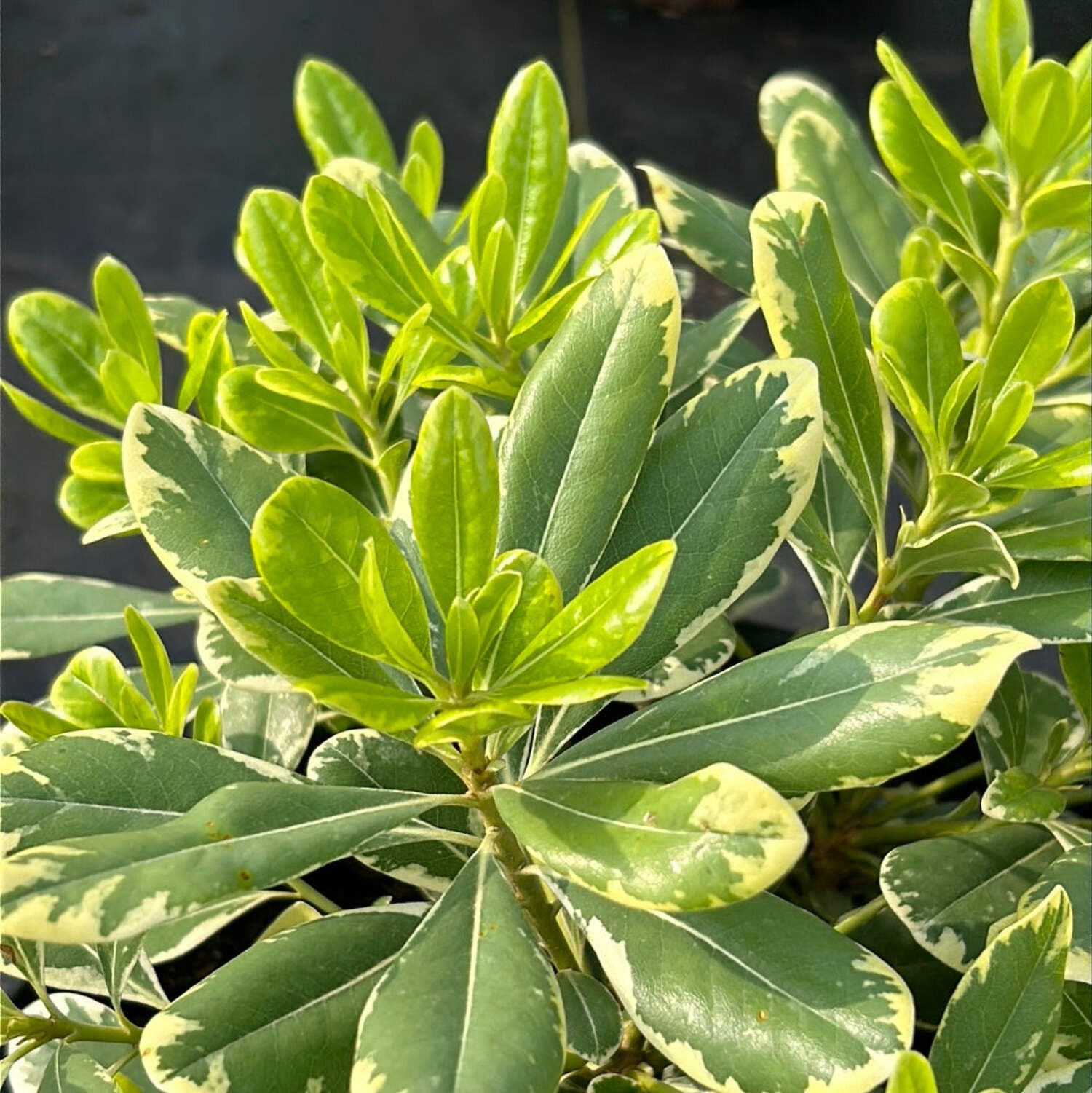 Mojo® Dwarf Pittosporum, Japanese Mock Orange - 3 Gallon Pot - Walmart.com