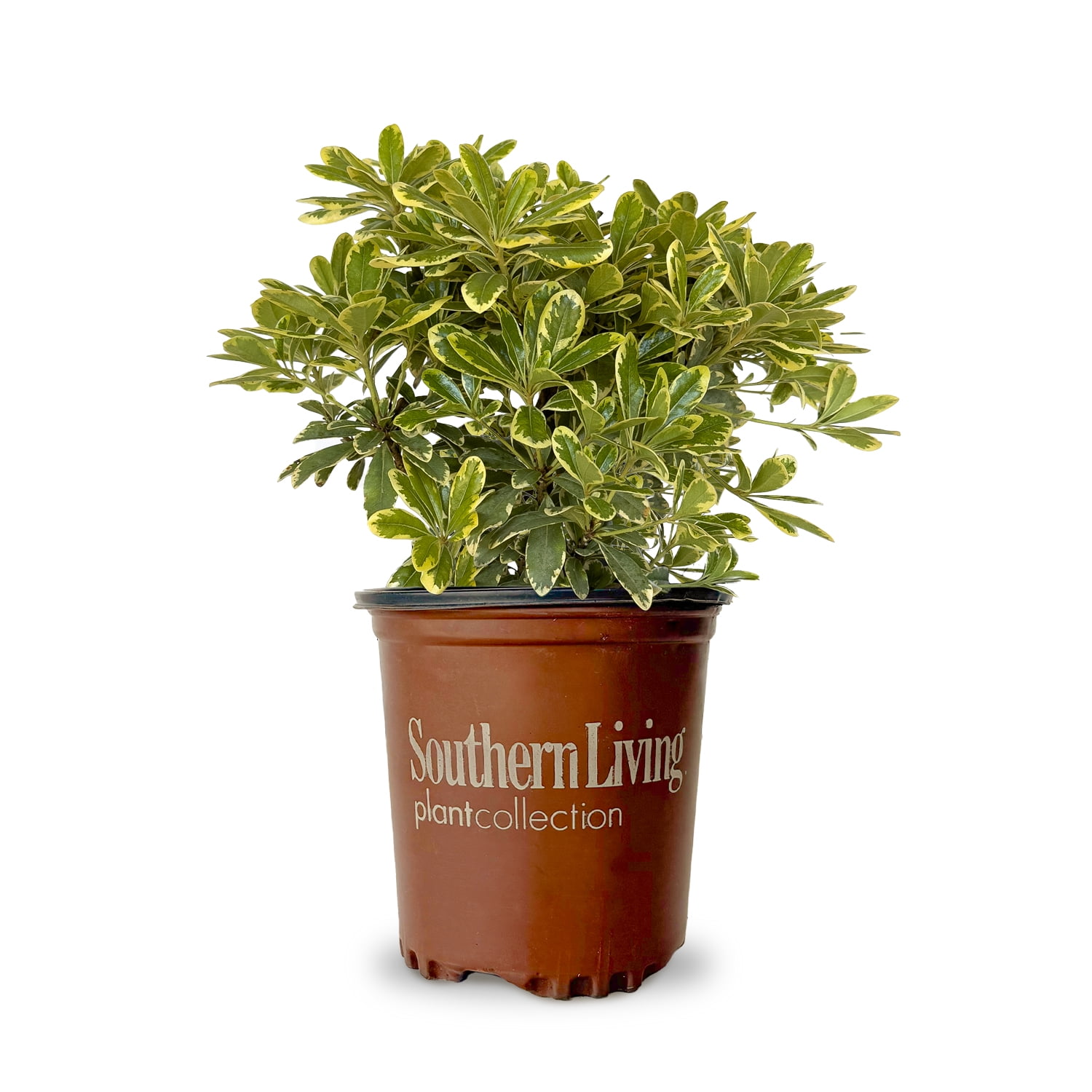 Southern Living Mojo Pittosporum Live Shrub in 2.5-Quart Grower Pot ...