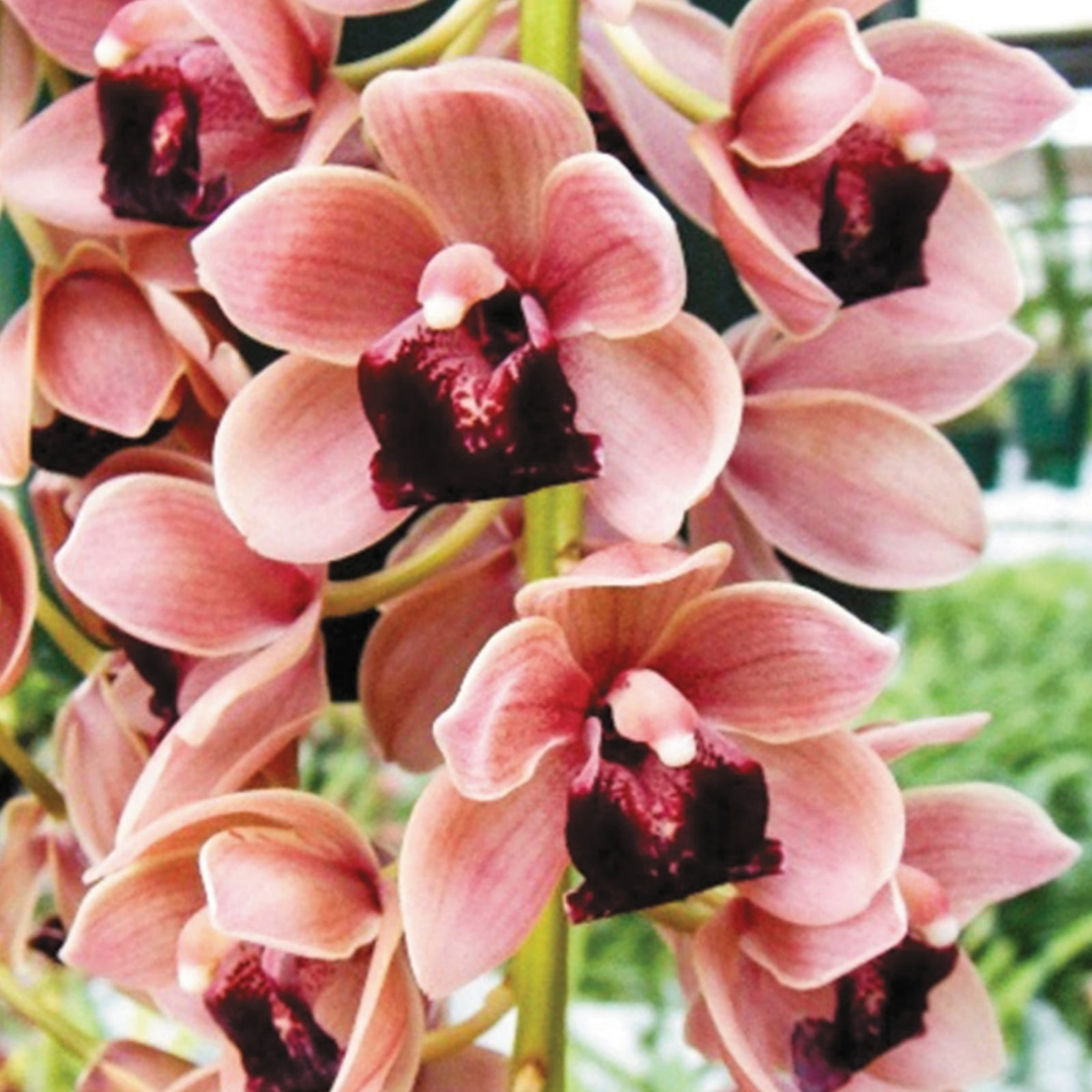 Molan. The best choice for indoor green plants, suitable for potted ...