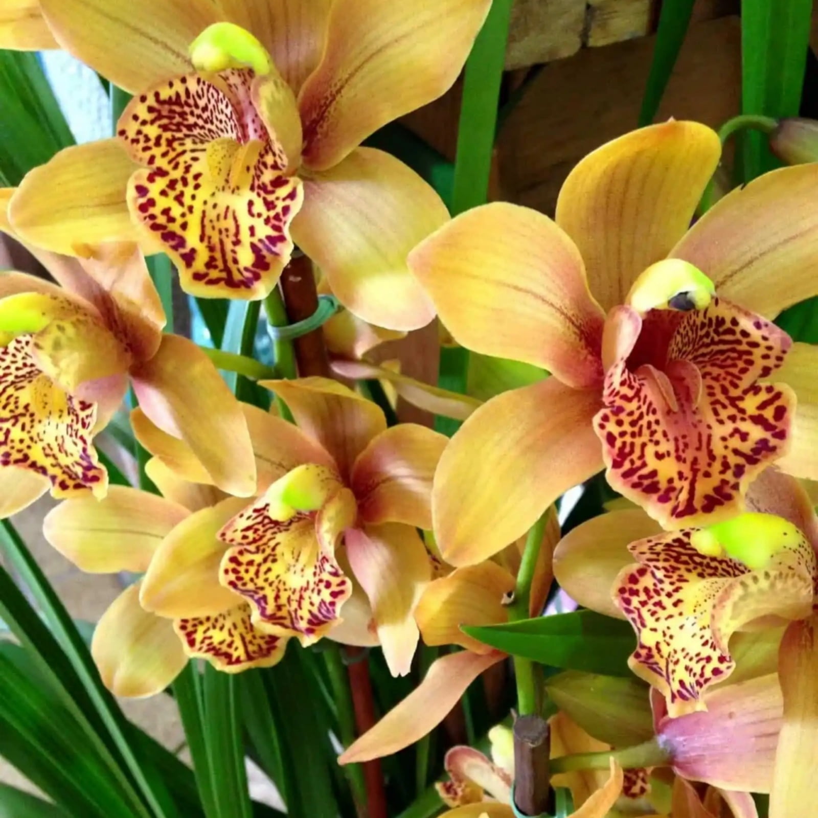 Molan. The best choice for indoor green plants, suitable for potted ...