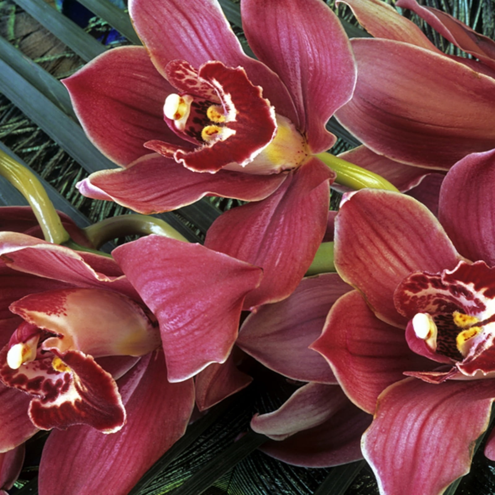 Molan. The best choice for indoor green plants, suitable for potted ...
