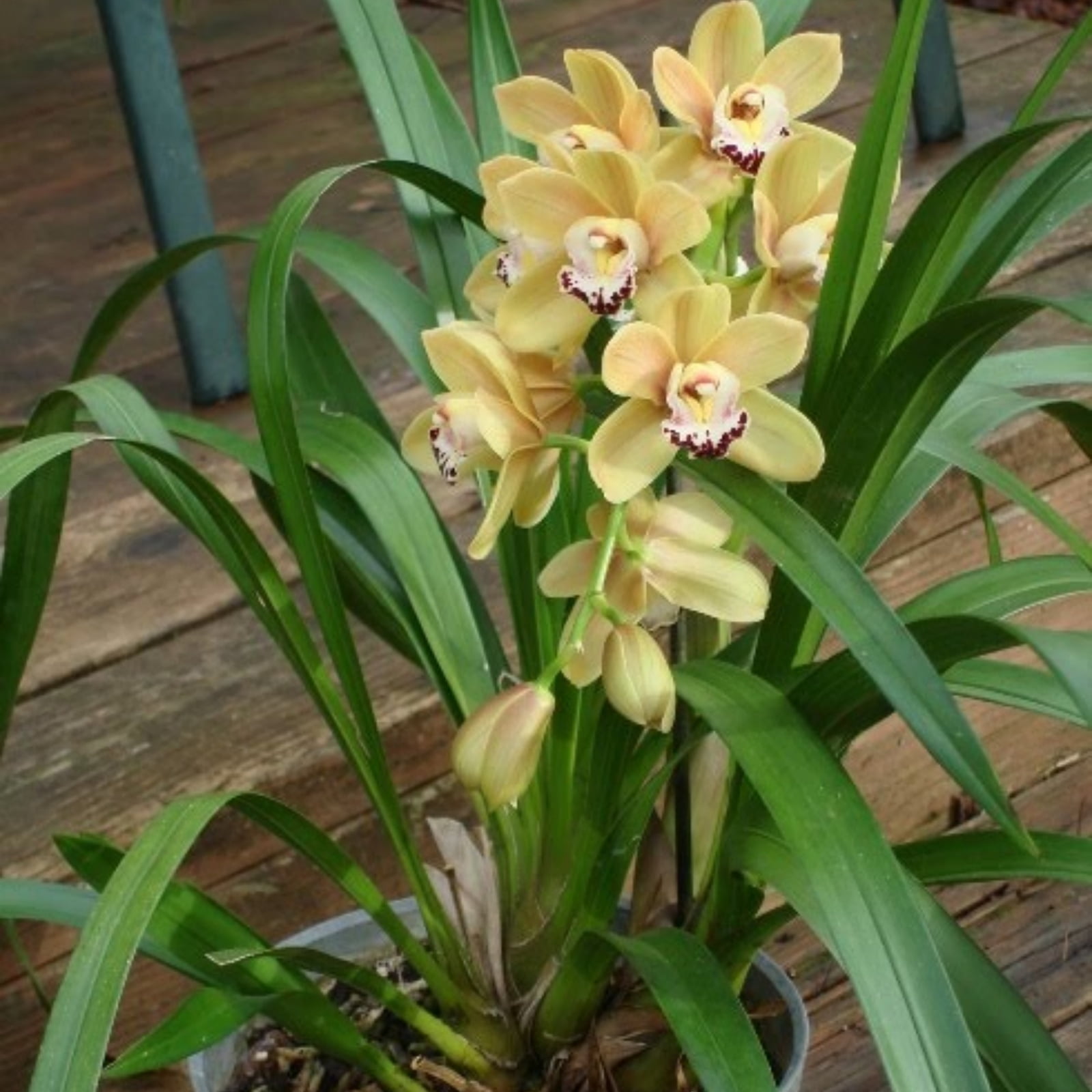 Molan. The best choice for indoor green plants, suitable for potted ...