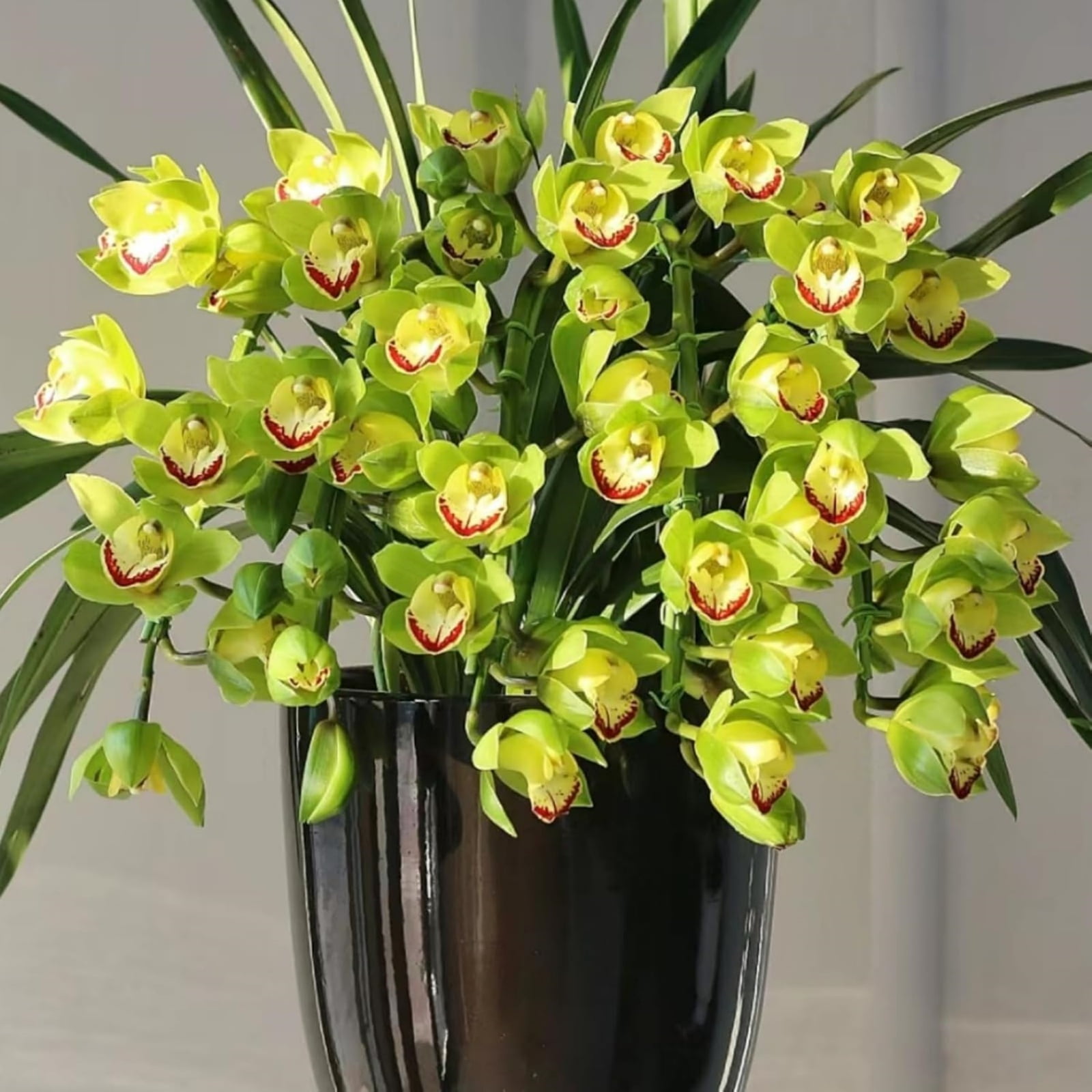 Molan. The best choice for indoor green plants, suitable for potted ...