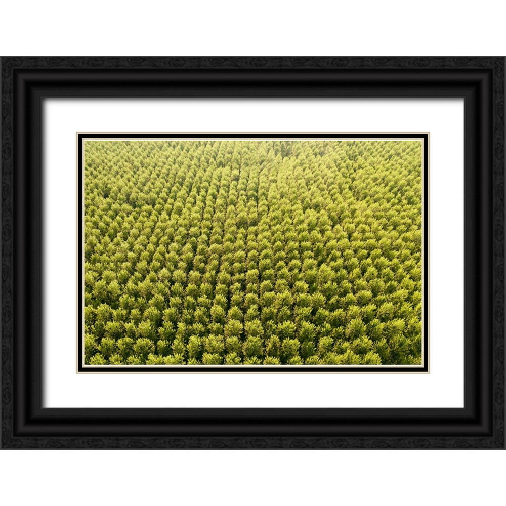 Molinari, Michele 18x13 Black Ornate Wood Framed with Double Matting ...