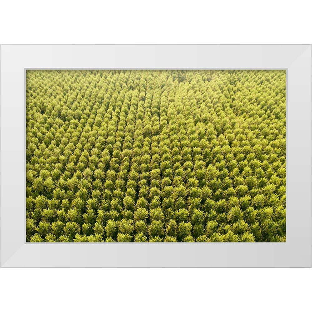 Molinari, Michele 18x13 White Modern Wood Framed Museum Art Print ...