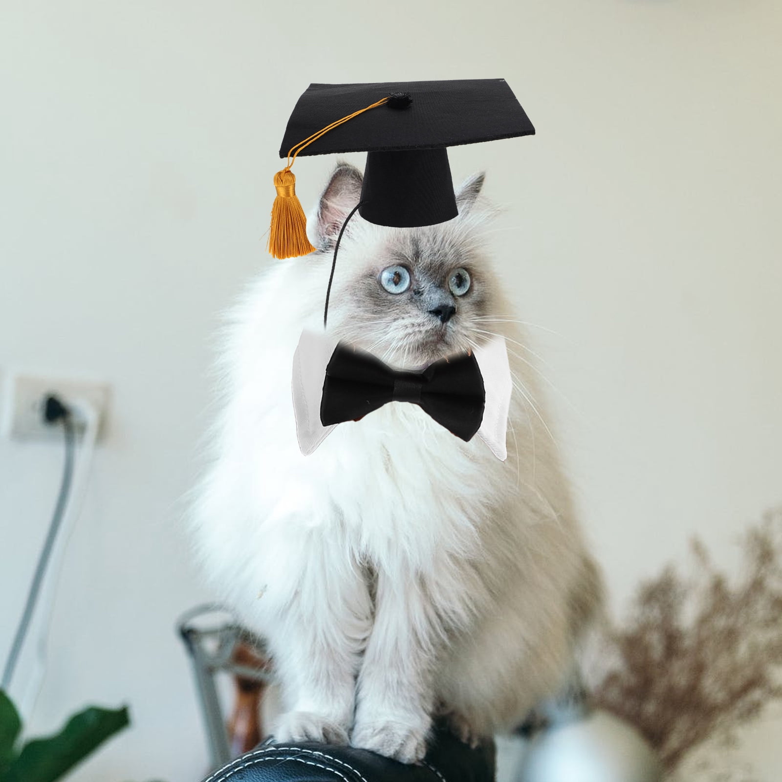 Moluckfu 1 Set Black Polyester Dog Graduation Costume for Formal Wear ...