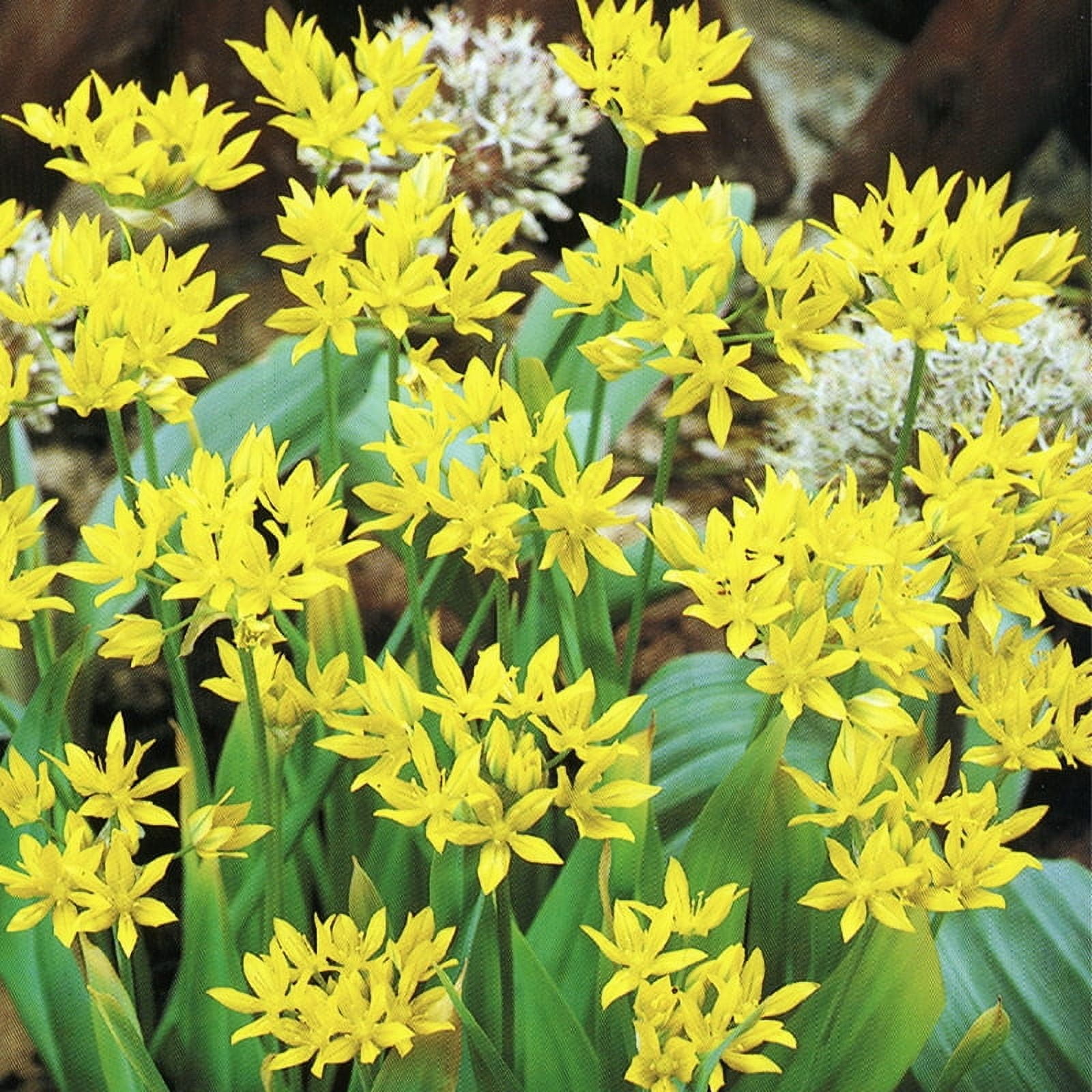 Moly Allium Flower Bulbs - 25 Bulbs per Pack - Attracts Butterflies and ...