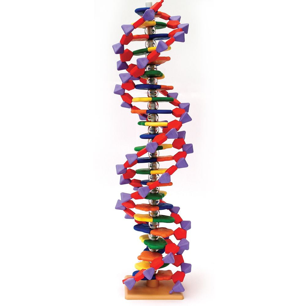 Molymod Advanced Minidna, Teaches Primary And Secondary Structure Of ...