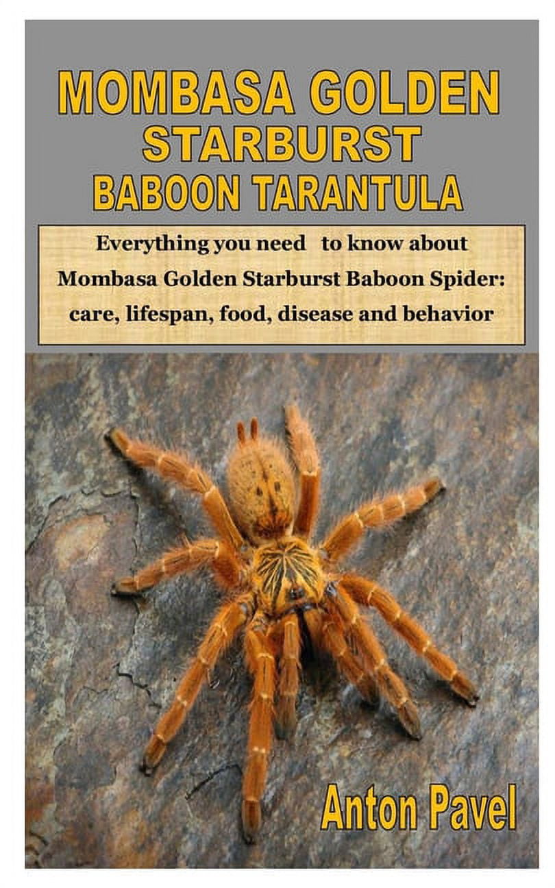 Starburst Baboon Tarantula