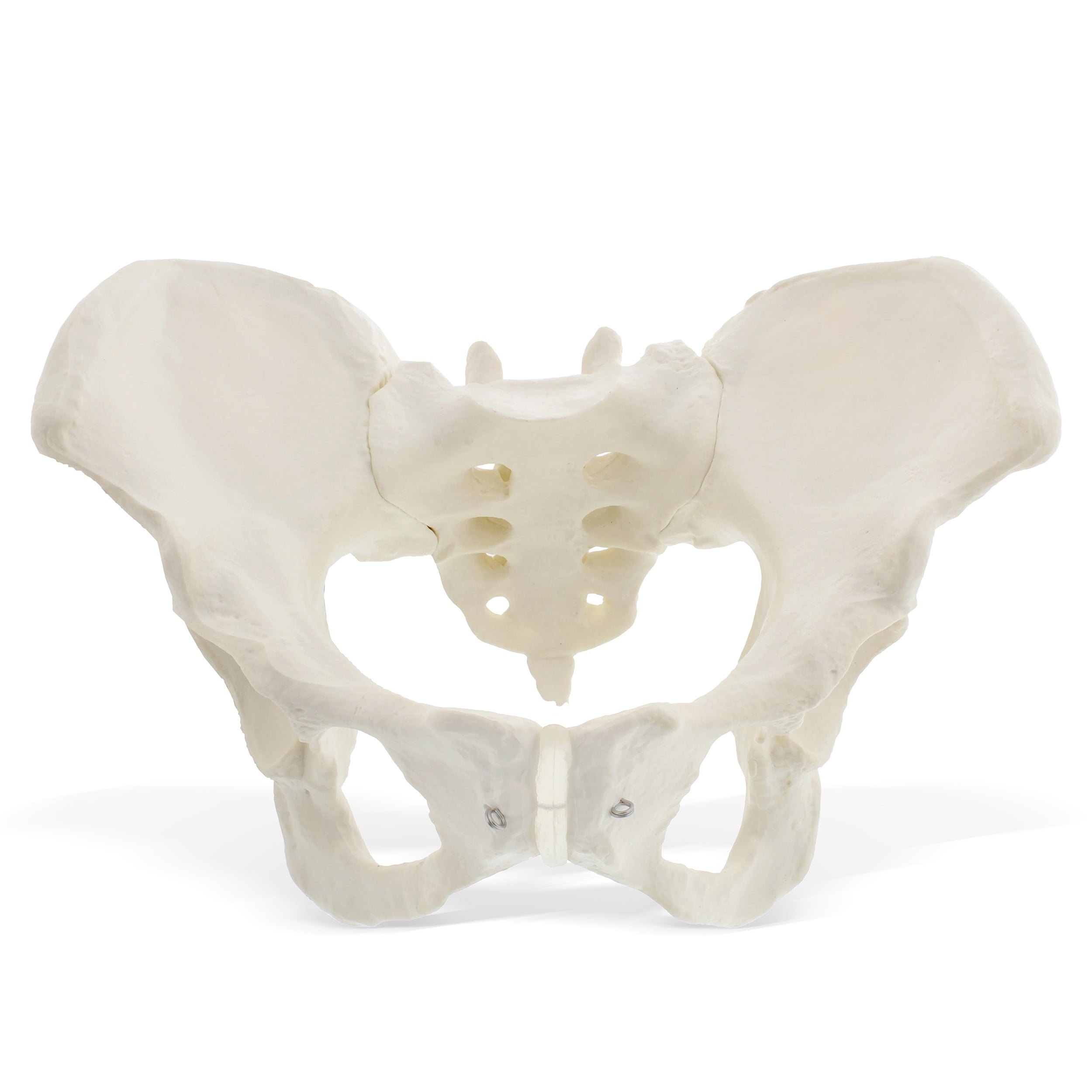 MonMed | Female Pelvis Model Hip Model – Pelvic Model Female Anatomical ...