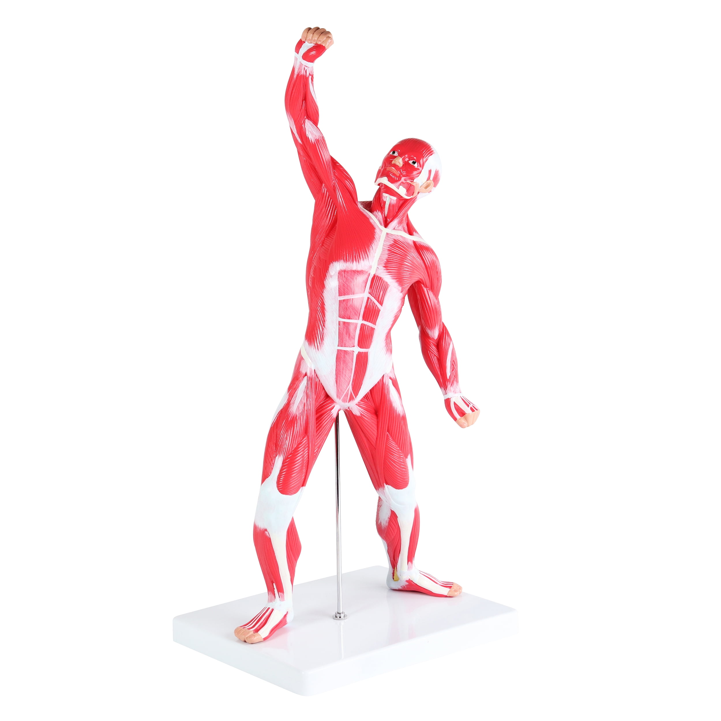 MonMed | Human Muscle Model – 20” Inch Mini Muscle Figure Muscular ...