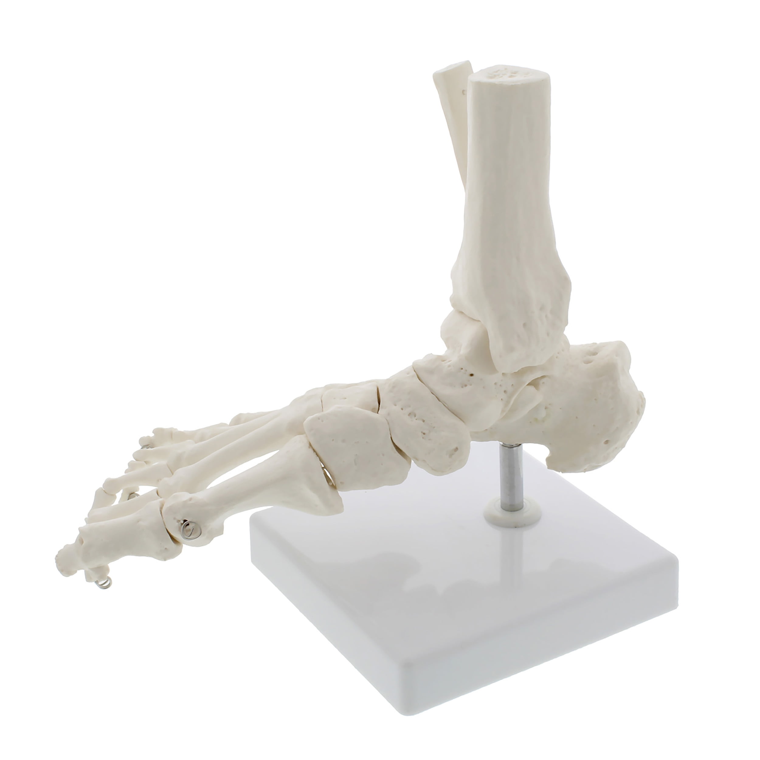 MonMed Life Size Foot and Ankle Model Anatomical Foot Model Skeleton ...