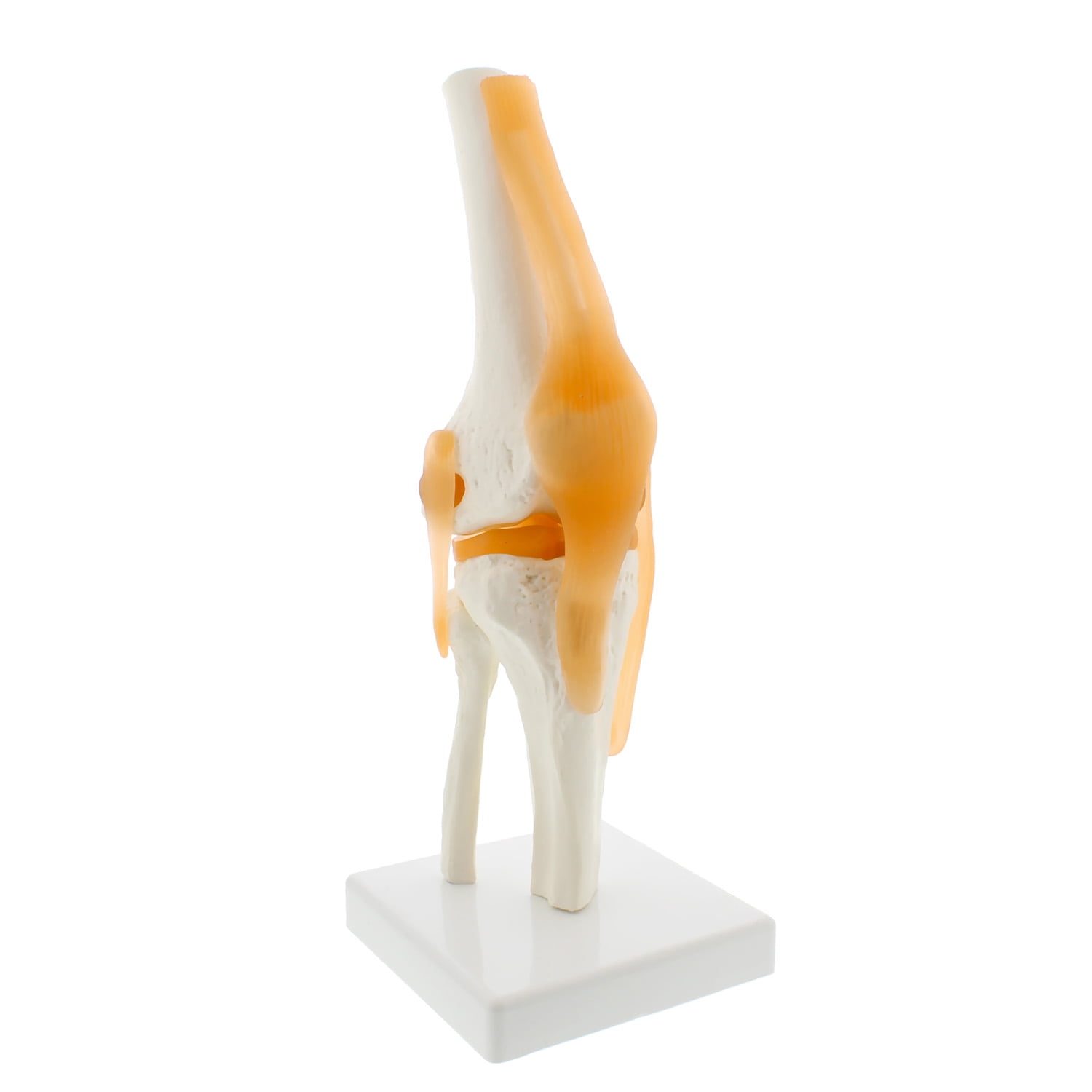 MonMed | Life Size Human Knee Joint Model with Knee Ligament, Knee ...