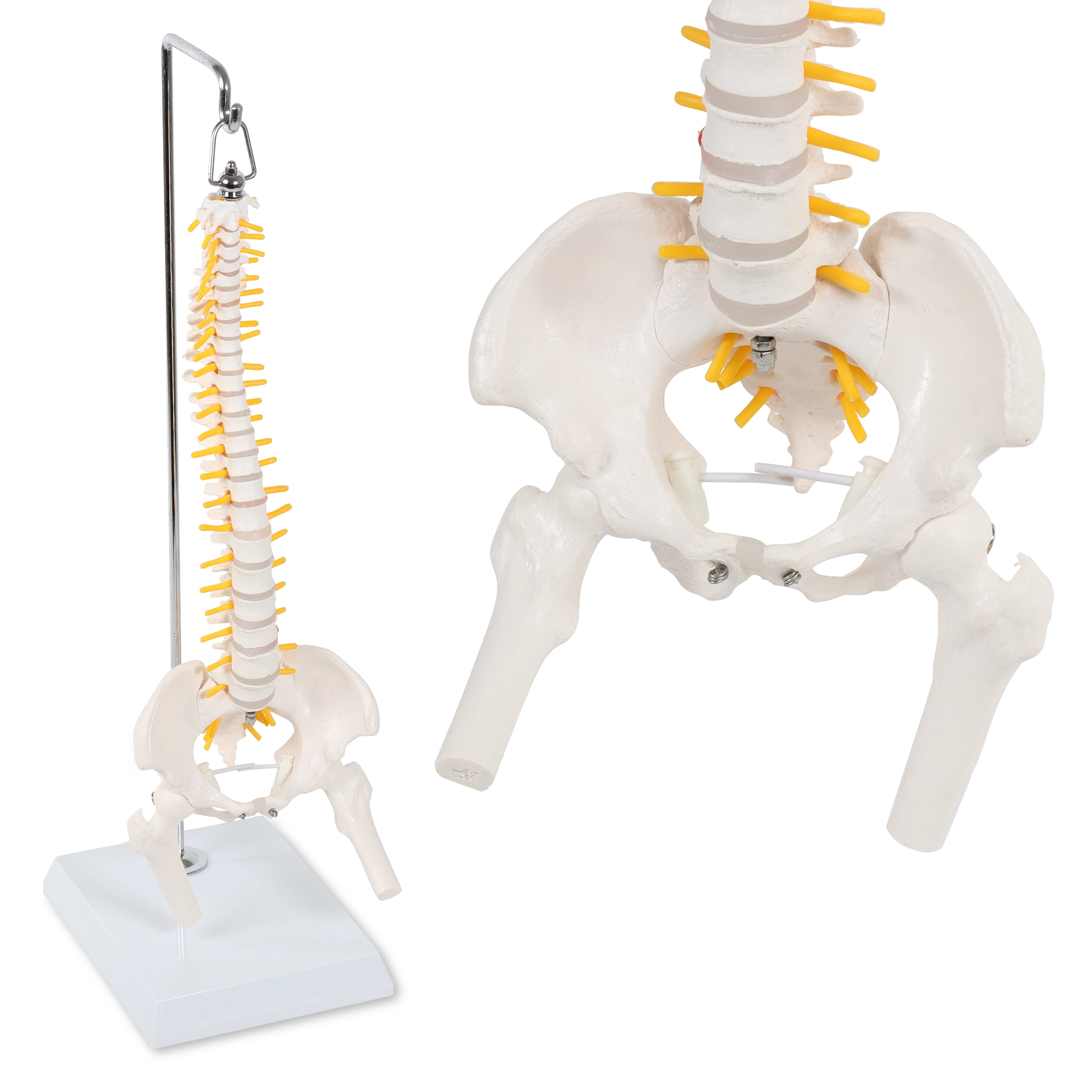 MonMed | Mini Vertebral Column Model w/ Pelvis – Flexible Spine Model ...
