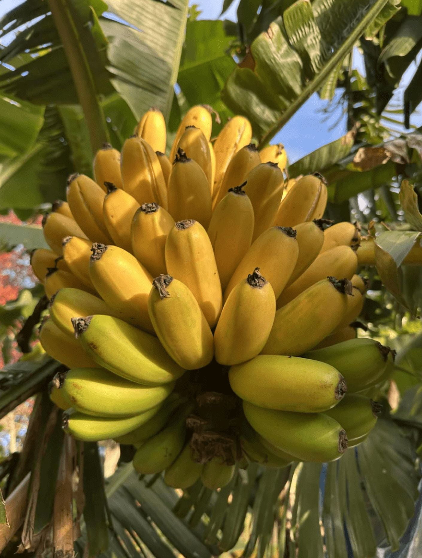 Mona Lisa Banana Plant Live for Planting, Sweet Banana Plant, 4 to 6 ...