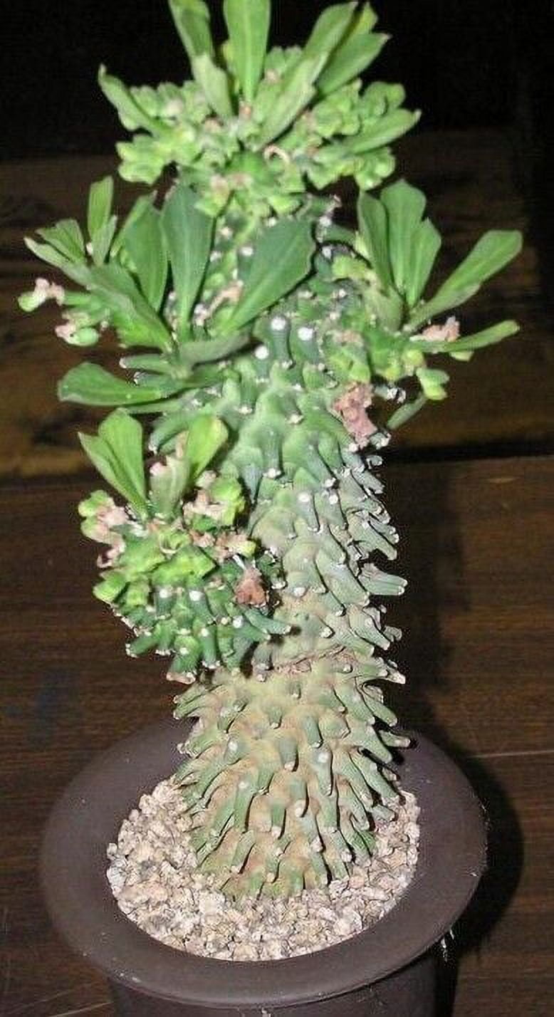 Monadenium Reflexum exotic euphorbia neoreflexa africa cactus aloe seed ...