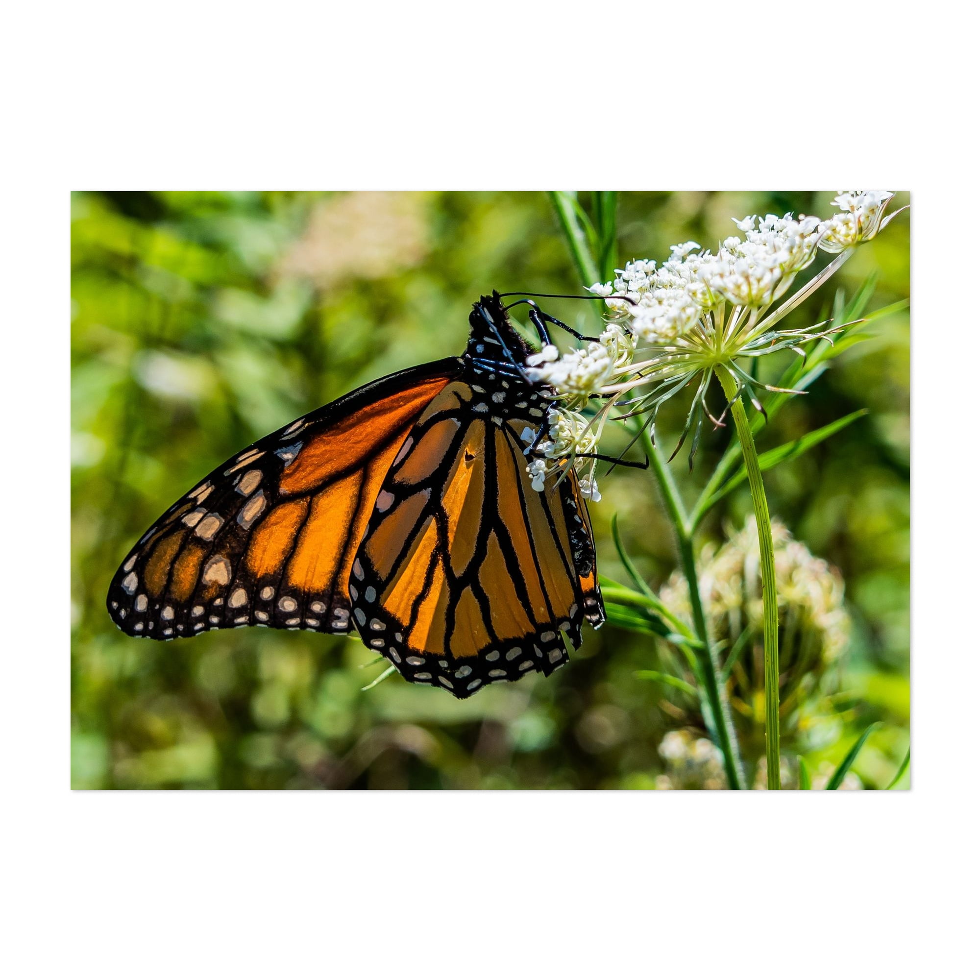 Monarch Butterfly on Bishop's Lace - Virginia Photography Butterfly ...