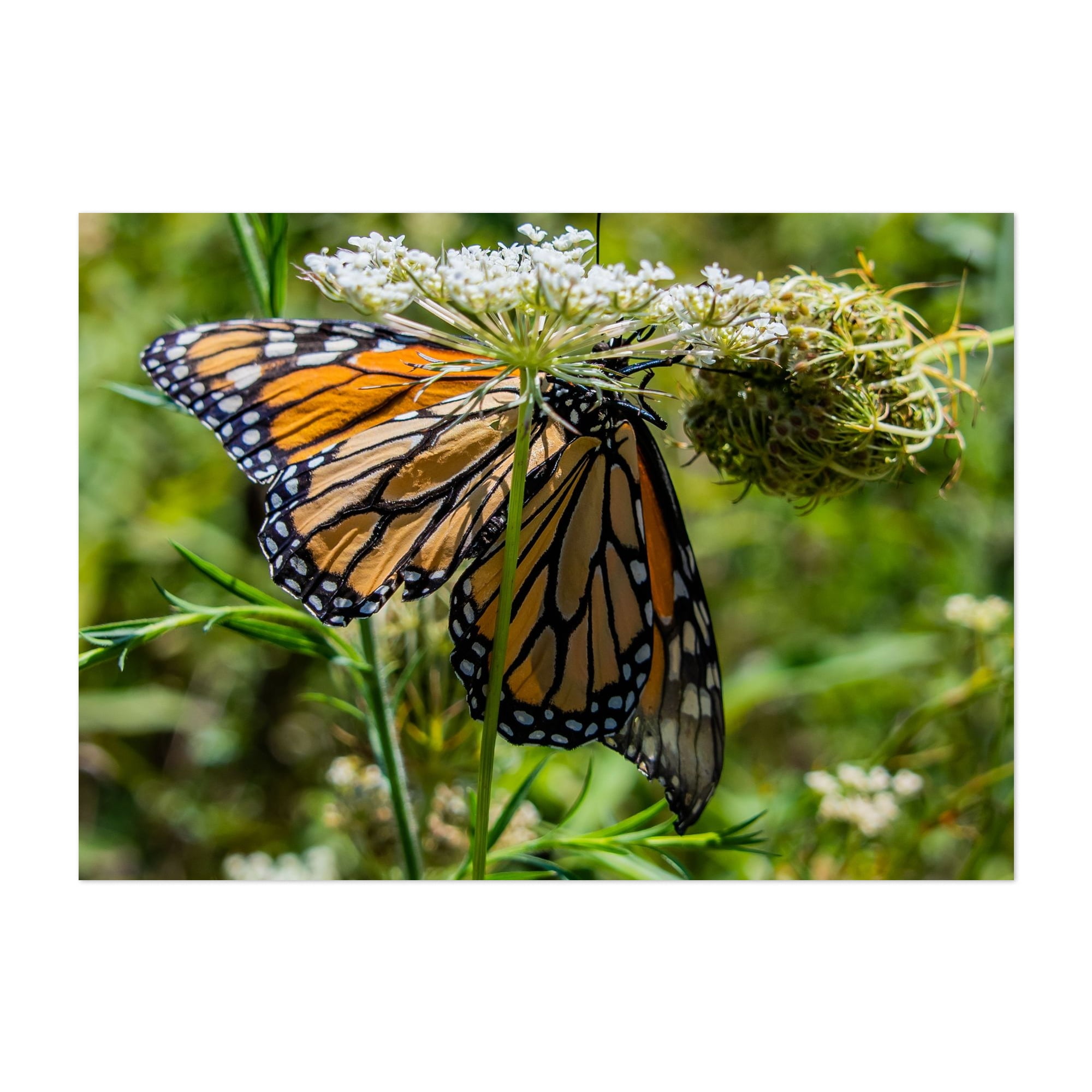 Monarch Butterfly on Daucus Carota - York Pennsylvania Photography ...